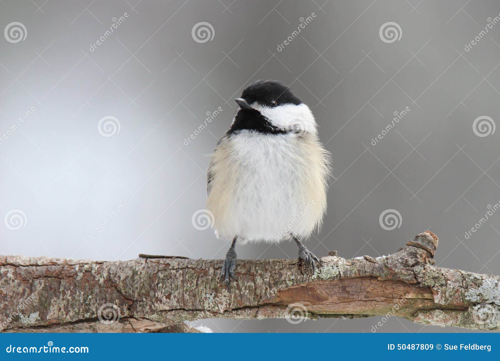 Fluffy Winter Chickadee stock image. Image of perched - 50487809