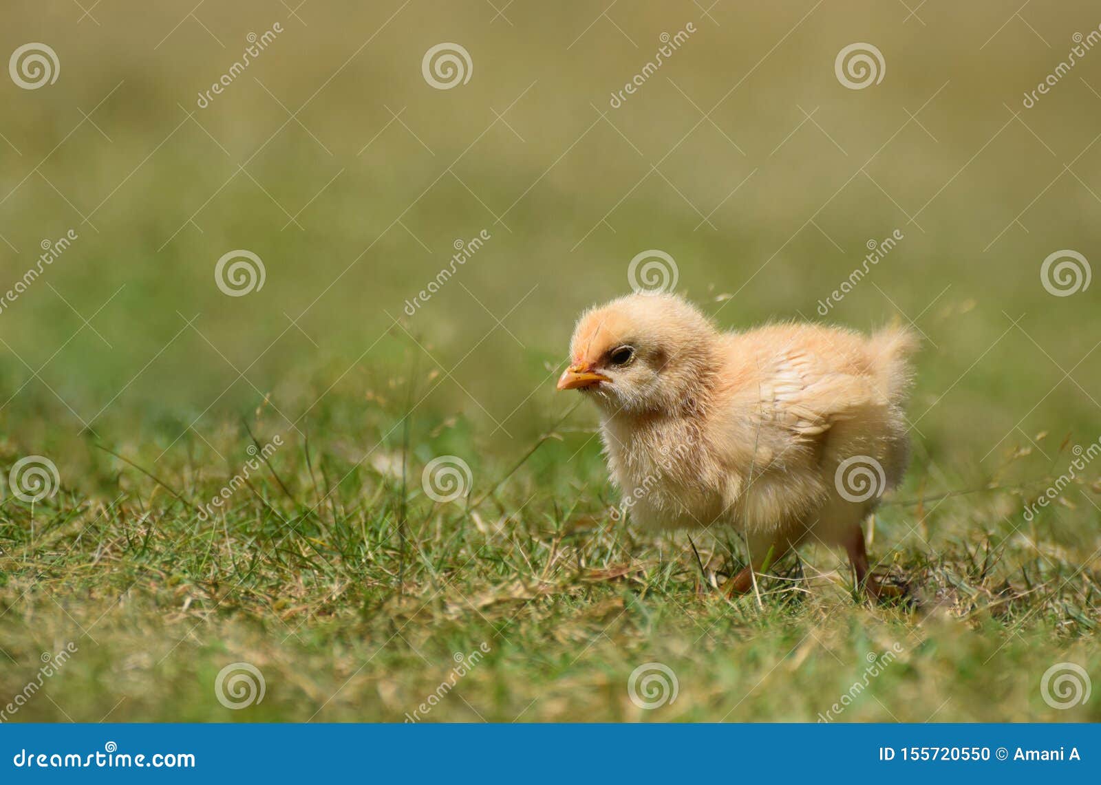 Fluffy yellow baby chick stock photo. Image of farming - 155720550