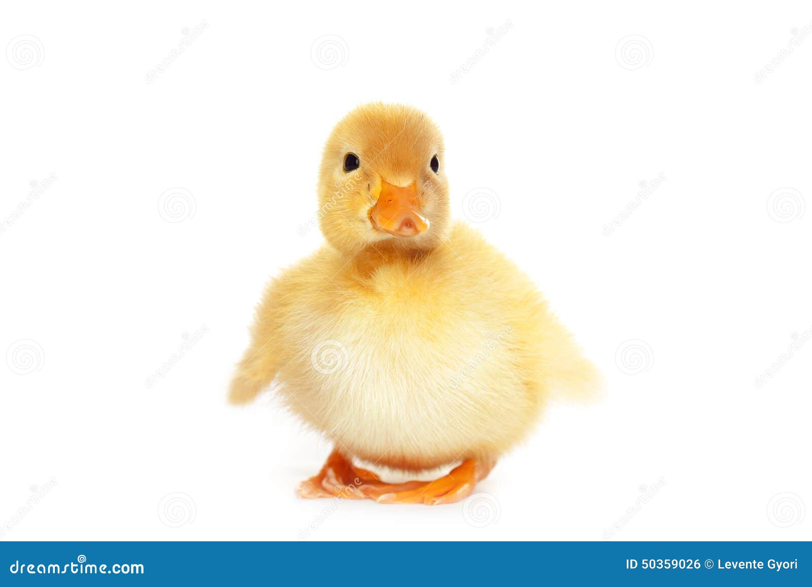 Fluffy Yellow Baby Duckling Stock Photo - Image of grow, easter: 50359026