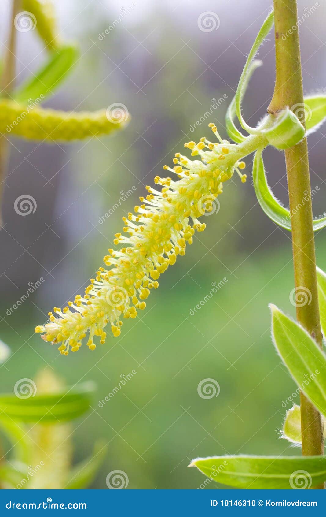 Fluffy yellow catkins stock photo. Image of abstract - 10146310