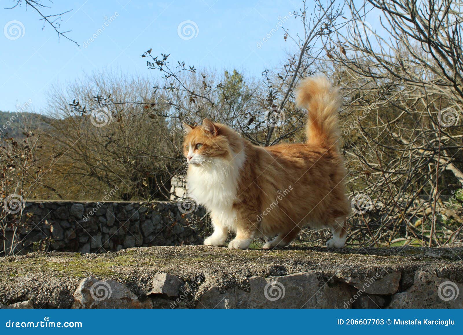 A Stray Cat is Sunbathing on the Wall Stock Image - Image of nature ...