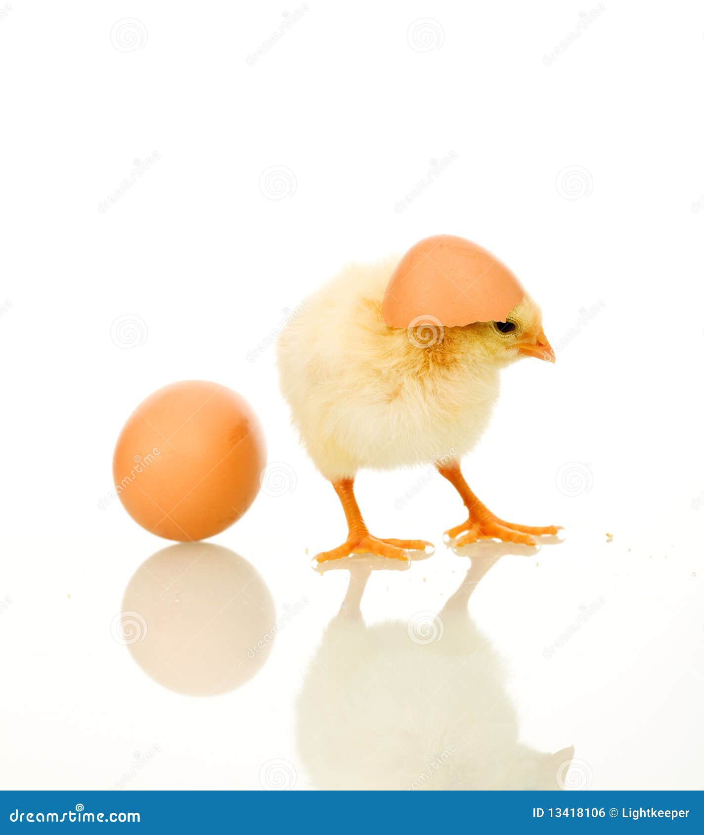 Fluffy Yellow Spring Chicken Stock Photo - Image of bird, symbol: 13418106