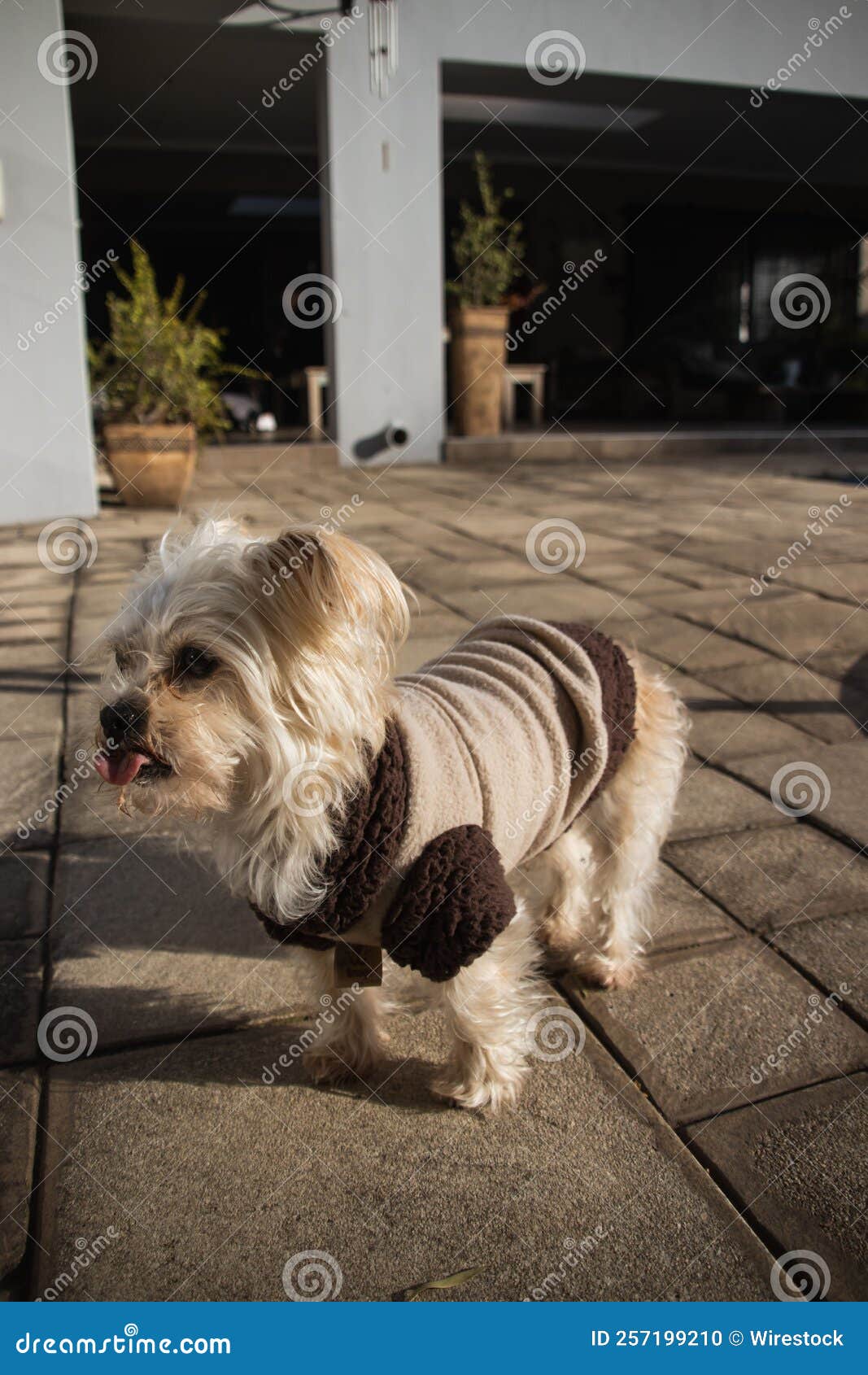 Fluffy Yorkshire Terrier with a Fluffy Warm Jacket Stock Photo - Image ...