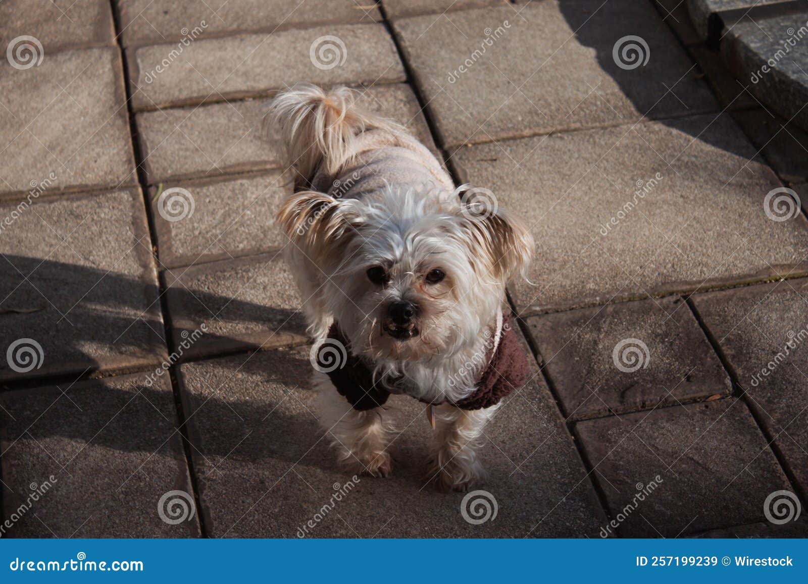 Fluffy Yorkshire Terrier with a Fluffy Warm Jacket Stock Image - Image ...