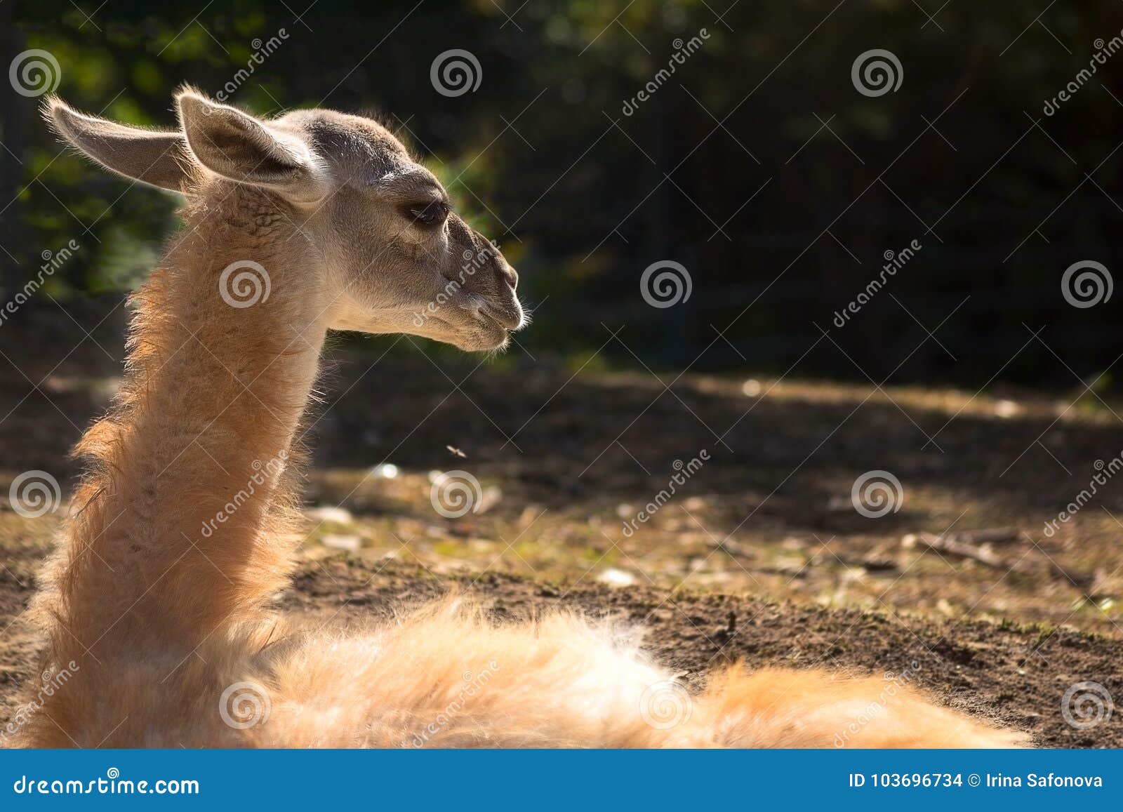 Fluffy Young Lama Lighted by Backlight Stock Photo - Image of inca ...