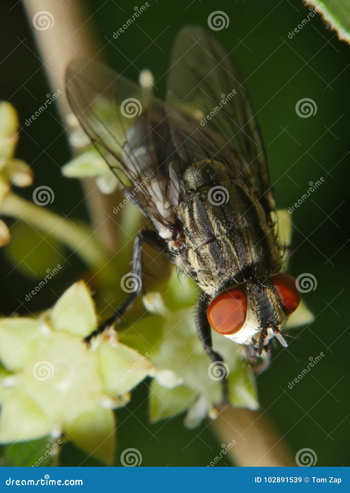 Fluga fotografering för bildbyråer. Bild av makro, fluga - 102891539
