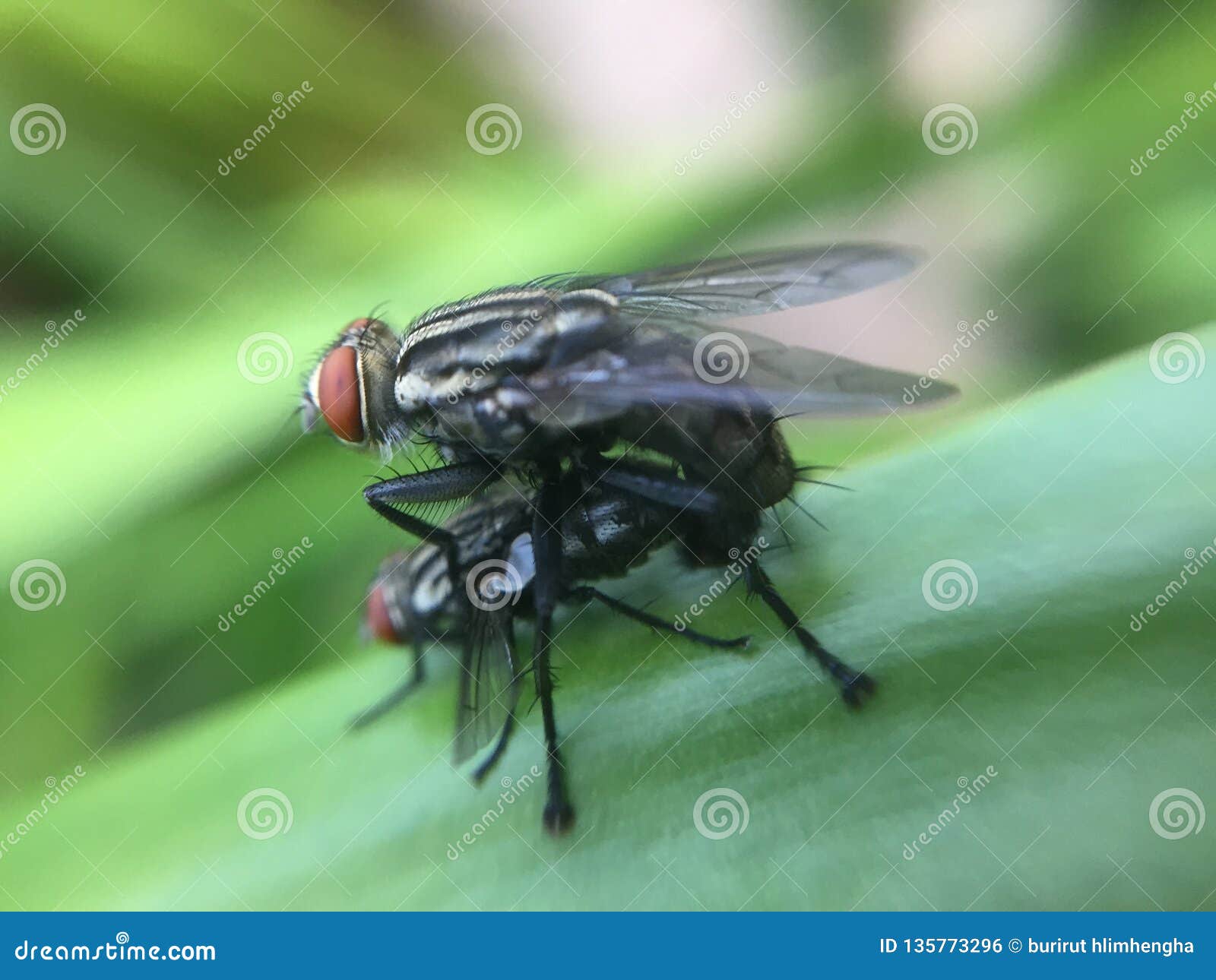Fluga arkivfoto. Bild av litet, förälskelse, könsbestämma - 135773296