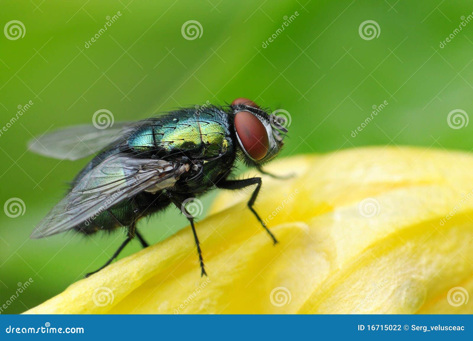 Fluga arkivfoto. Bild av borstet, svart, husflyg, makro - 16715022
