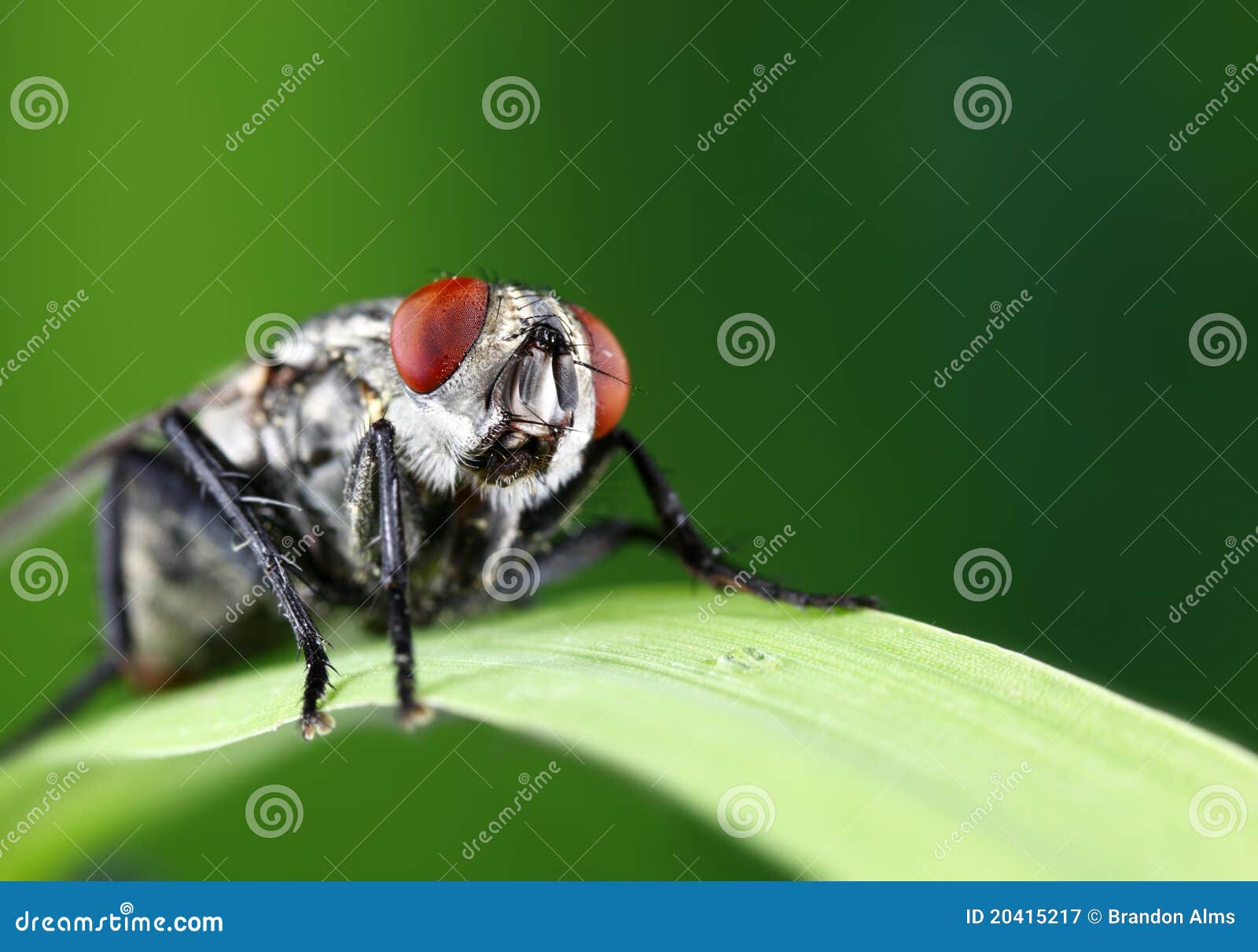 Fluga fotografering för bildbyråer. Bild av kryp, öga - 20415217