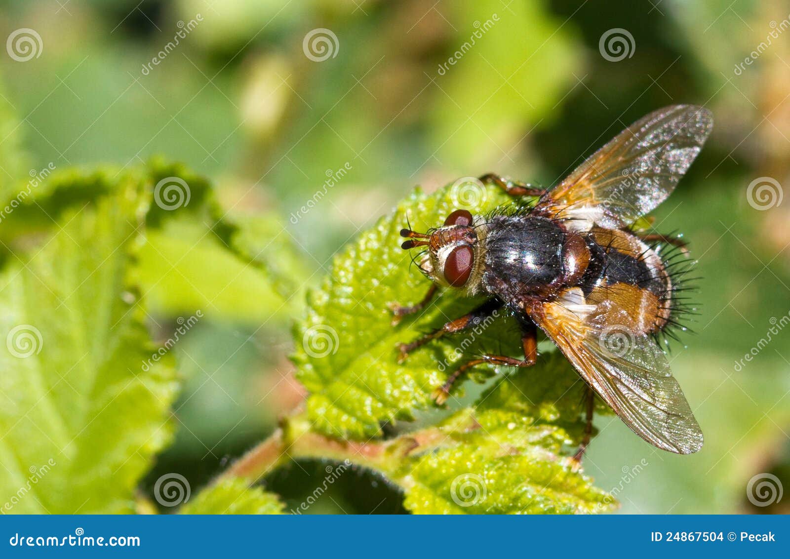 Fluga arkivfoto. Bild av natur, kryp, stänga, fluga, fält - 24867504