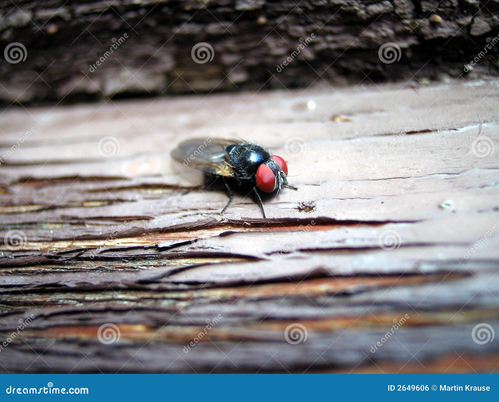 Fluga Bild. Bild: 2649606