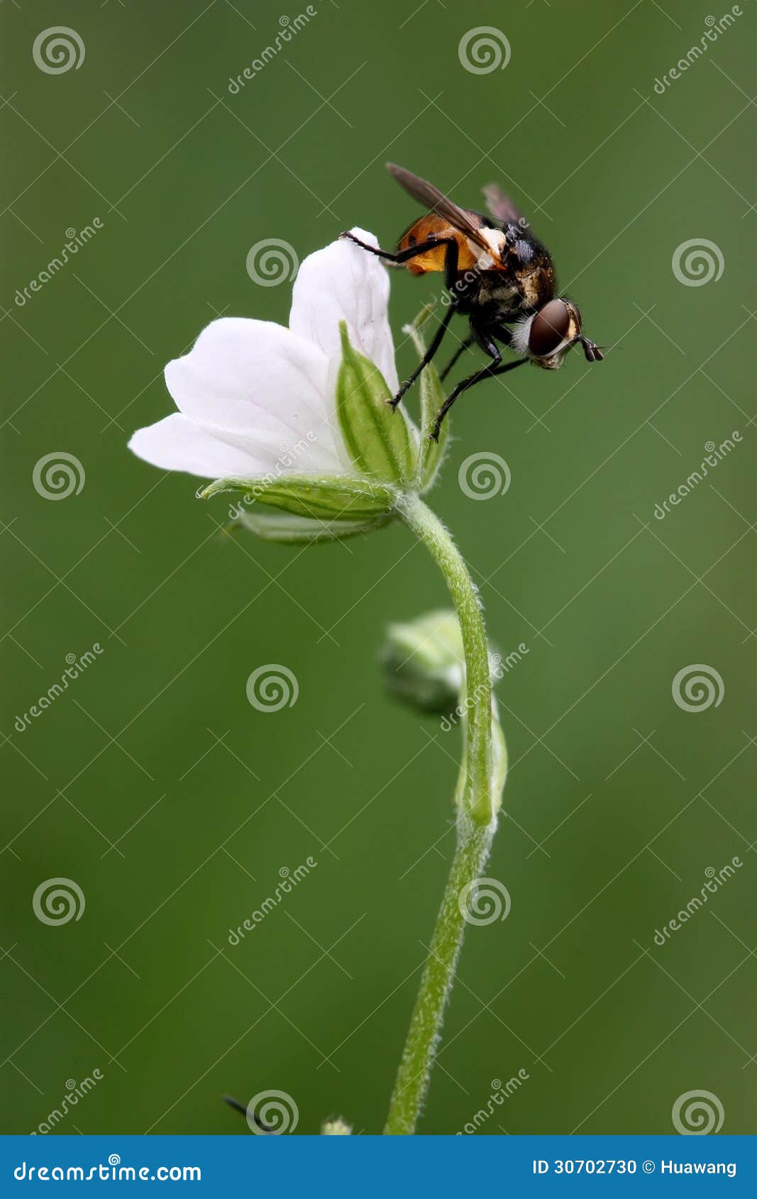 Fluga arkivfoto. Bild av fauna, växt, angus, bräckligt - 30702730