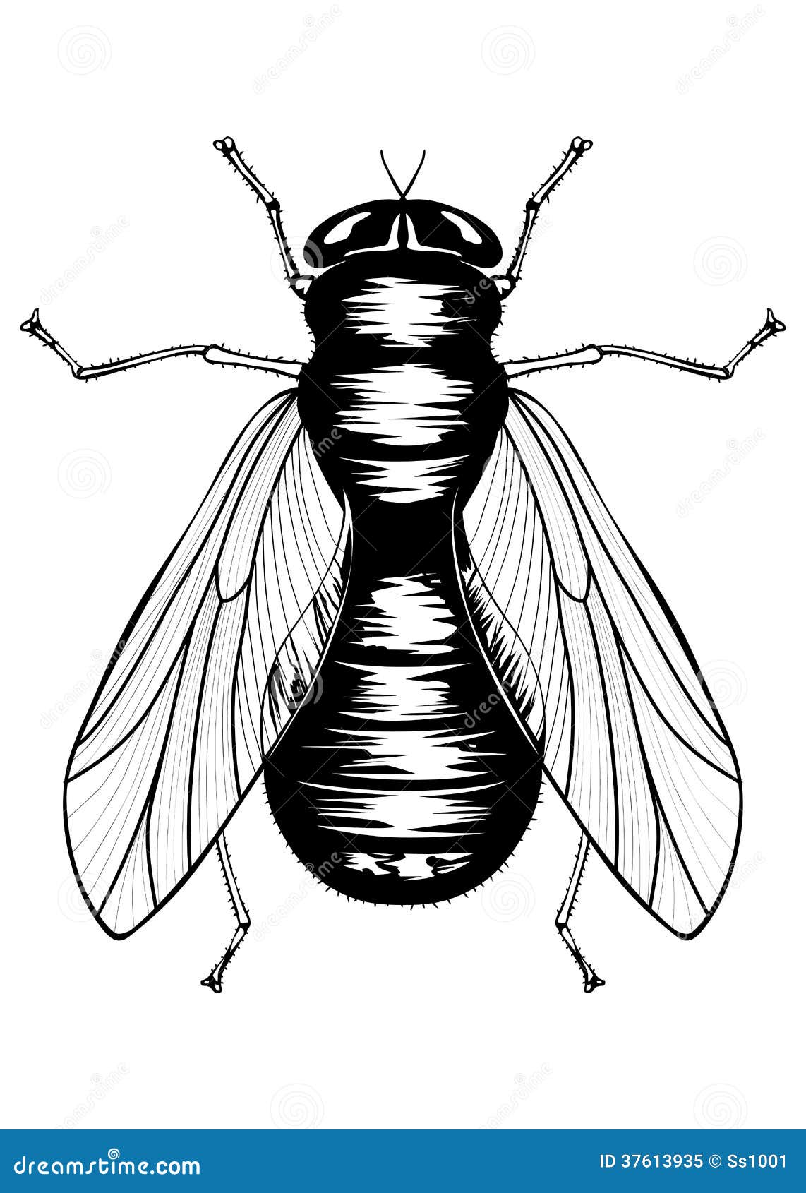 Fluga vektor illustrationer. Illustration av teckning - 37613935