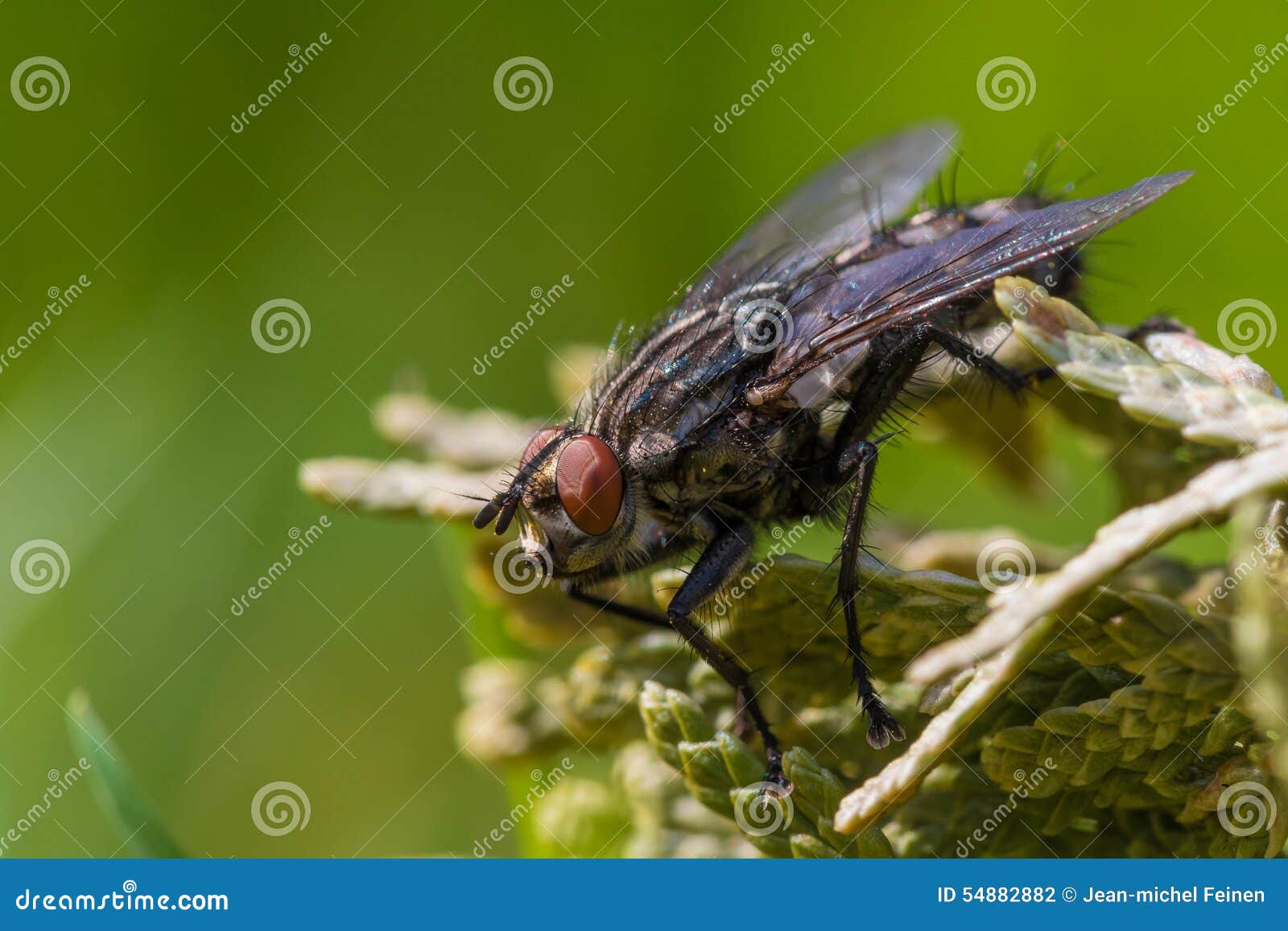 Fluga arkivfoto. Bild av bakgrund, färgrikt, löv, grön - 54882882