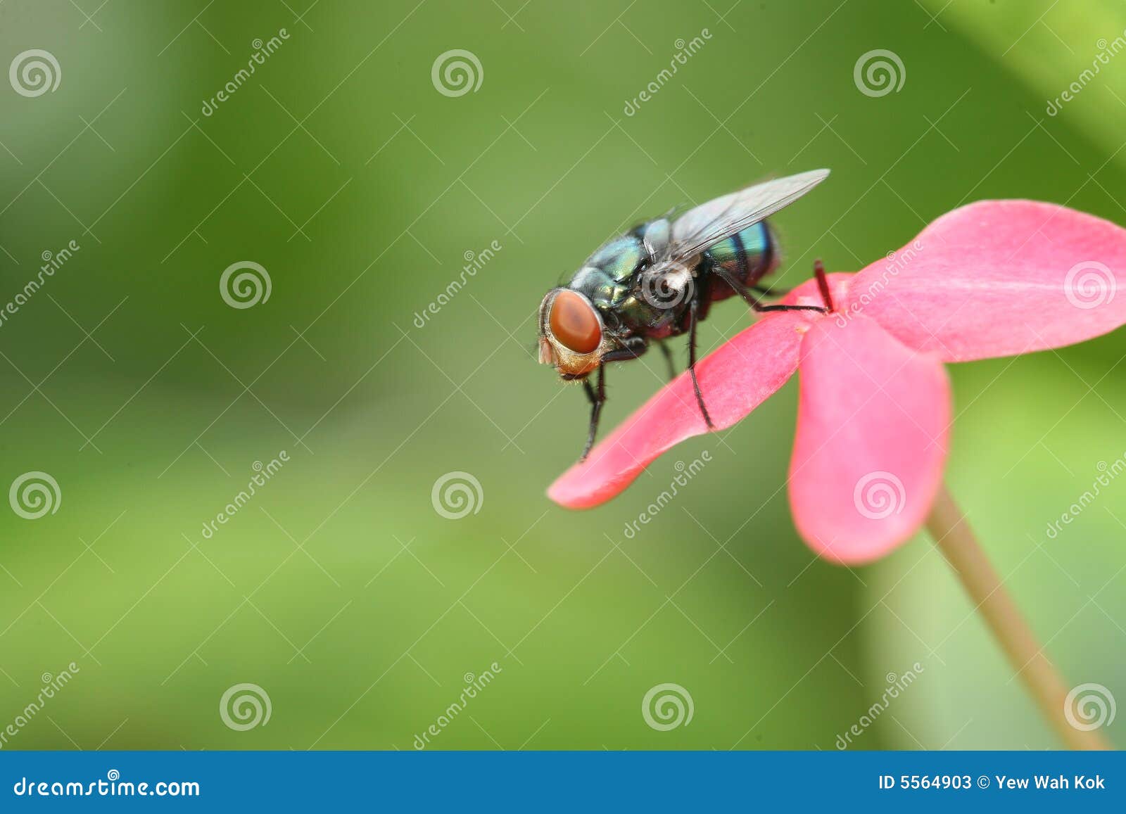 Fluga fotografering för bildbyråer. Bild av vinge, rosa - 5564903