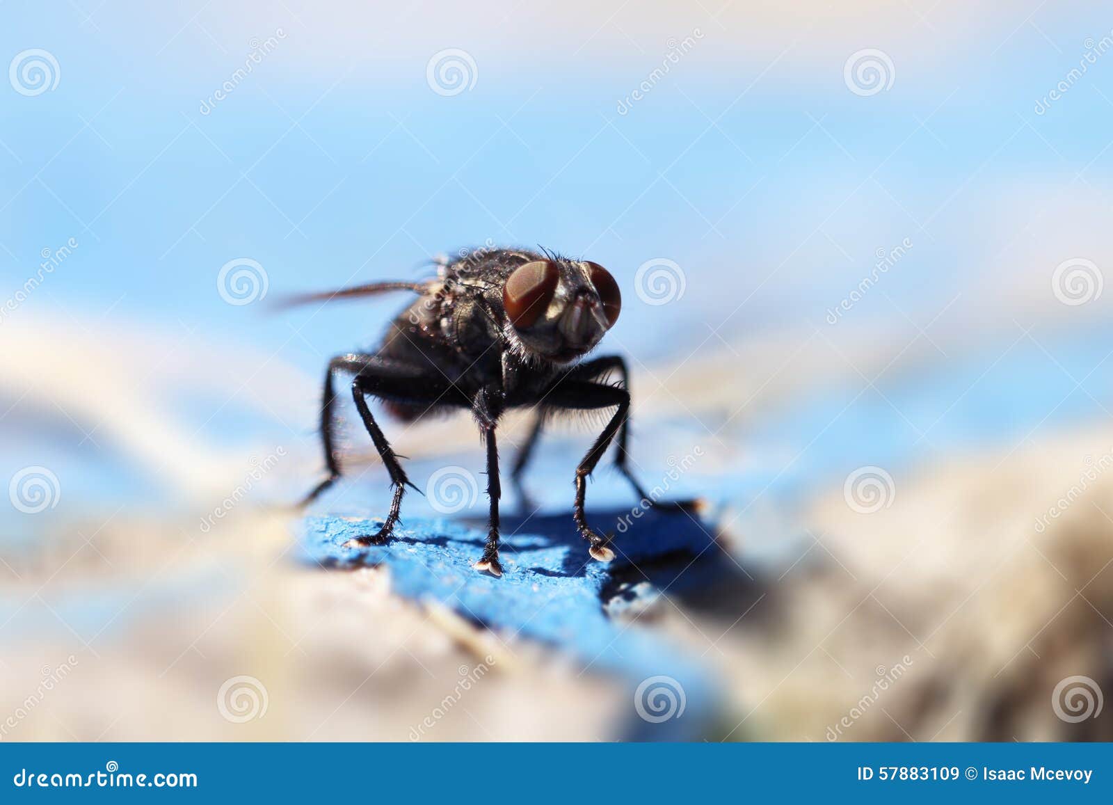 Fluga fotografering för bildbyråer. Bild av sugning, elevator - 57883109