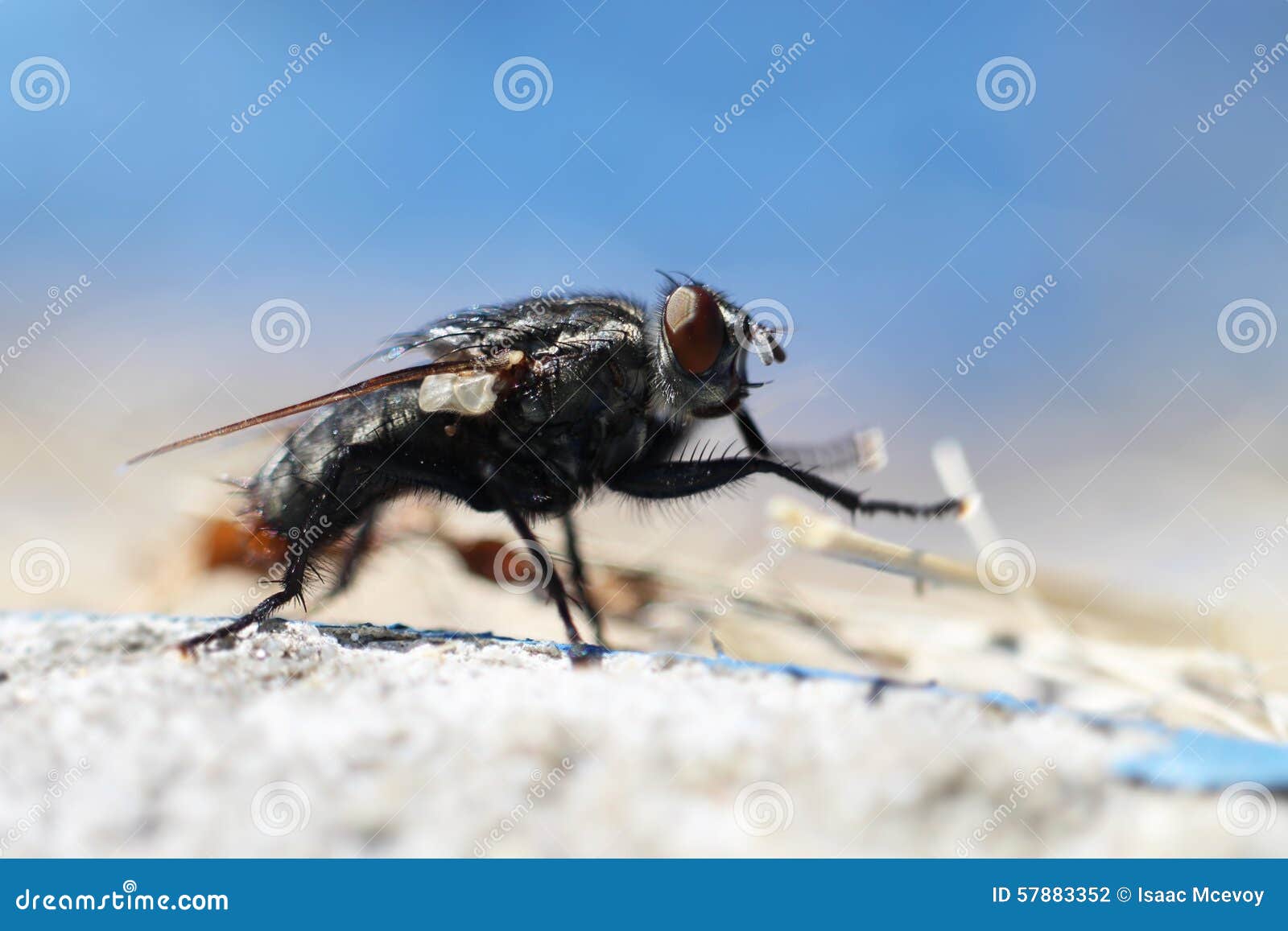 Fluga arkivfoto. Bild av husflyg, stänga, sugning, bakgrund - 57883352