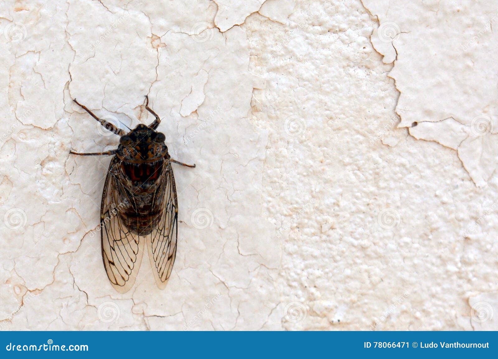 Fluga fotografering för bildbyråer. Bild av ensamt, vitt - 78066471