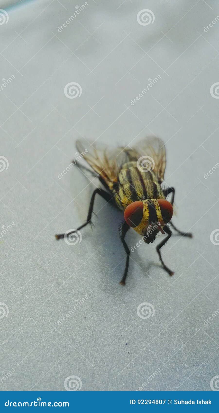 Fluga fotografering för bildbyråer. Bild av angus, fluga - 92294807