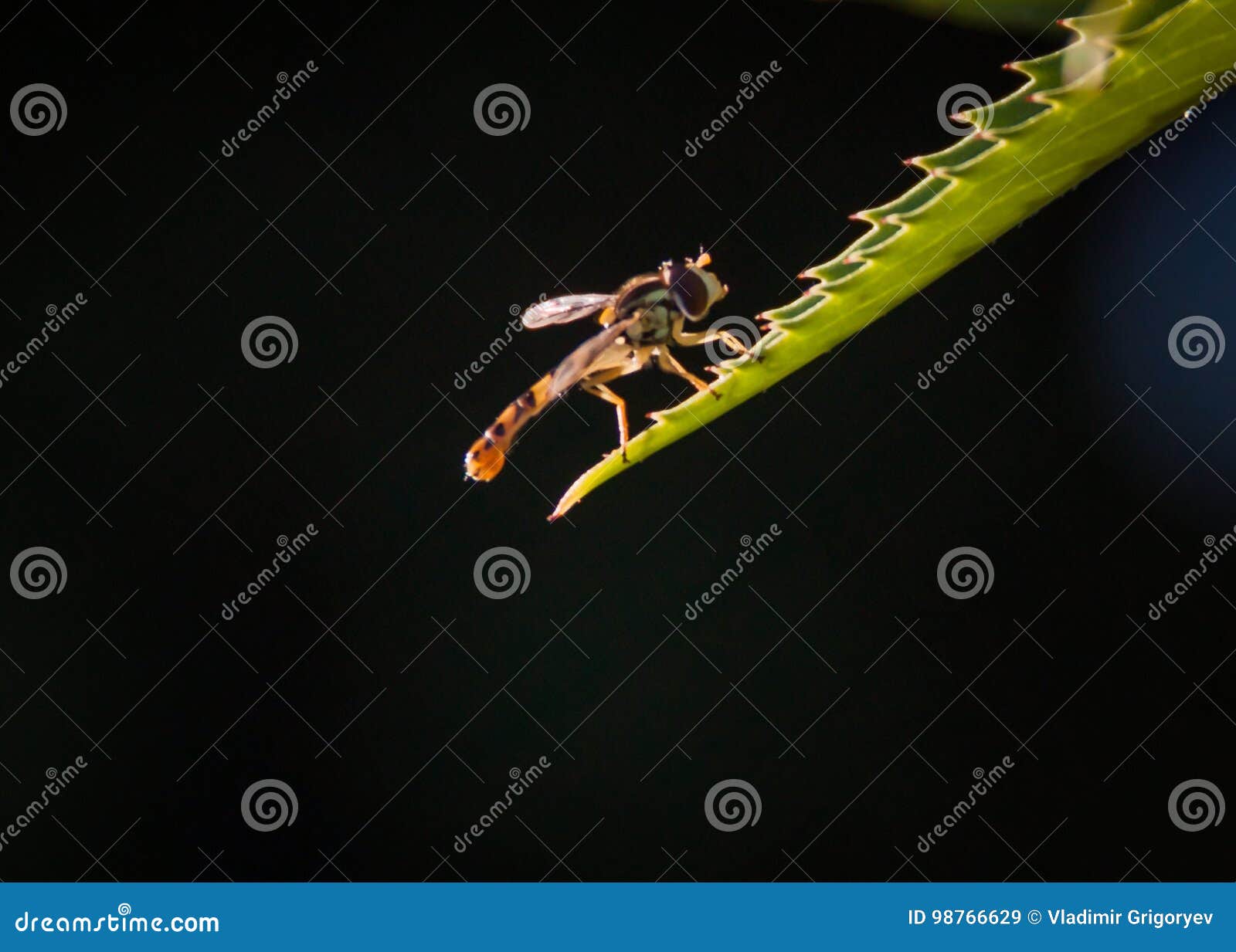 Fluga fotografering för bildbyråer. Bild av växt, kryp - 98766629
