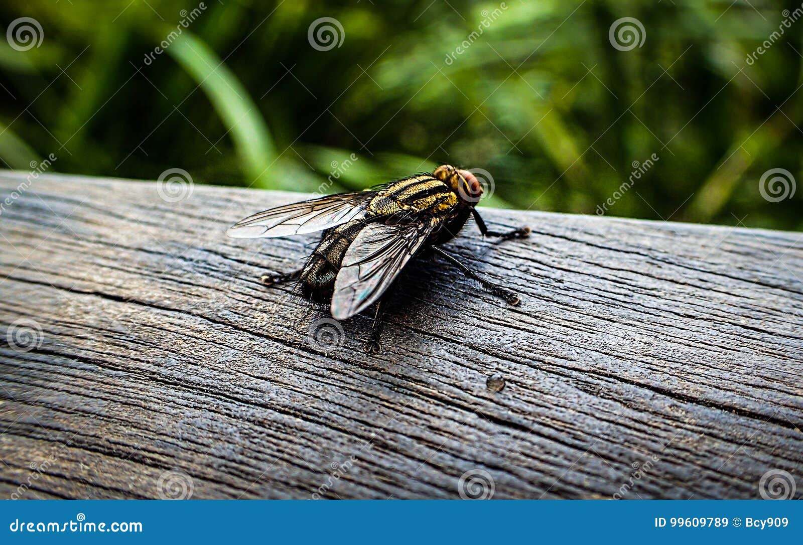Fluga fotografering för bildbyråer. Bild av fluga, biologi - 99609789