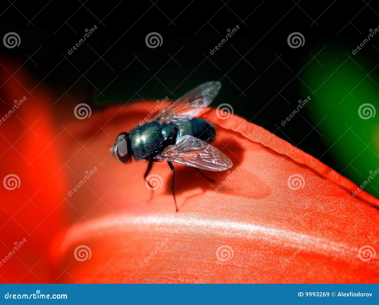 Fluga fotografering för bildbyråer. Bild av makro, stängning - 9993269