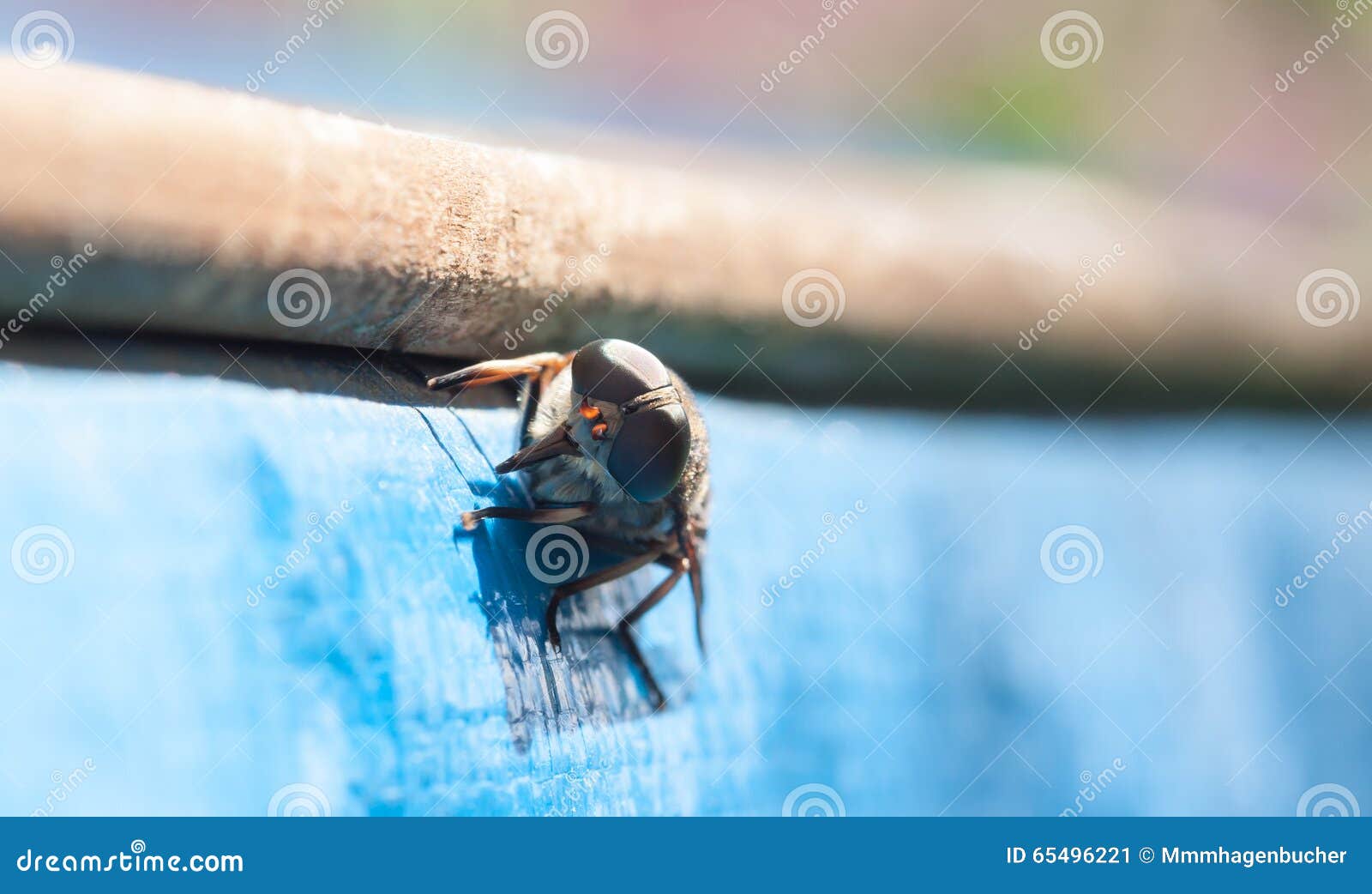 Fluga/broms/broms fotografering för bildbyråer. Bild av hästfluga ...