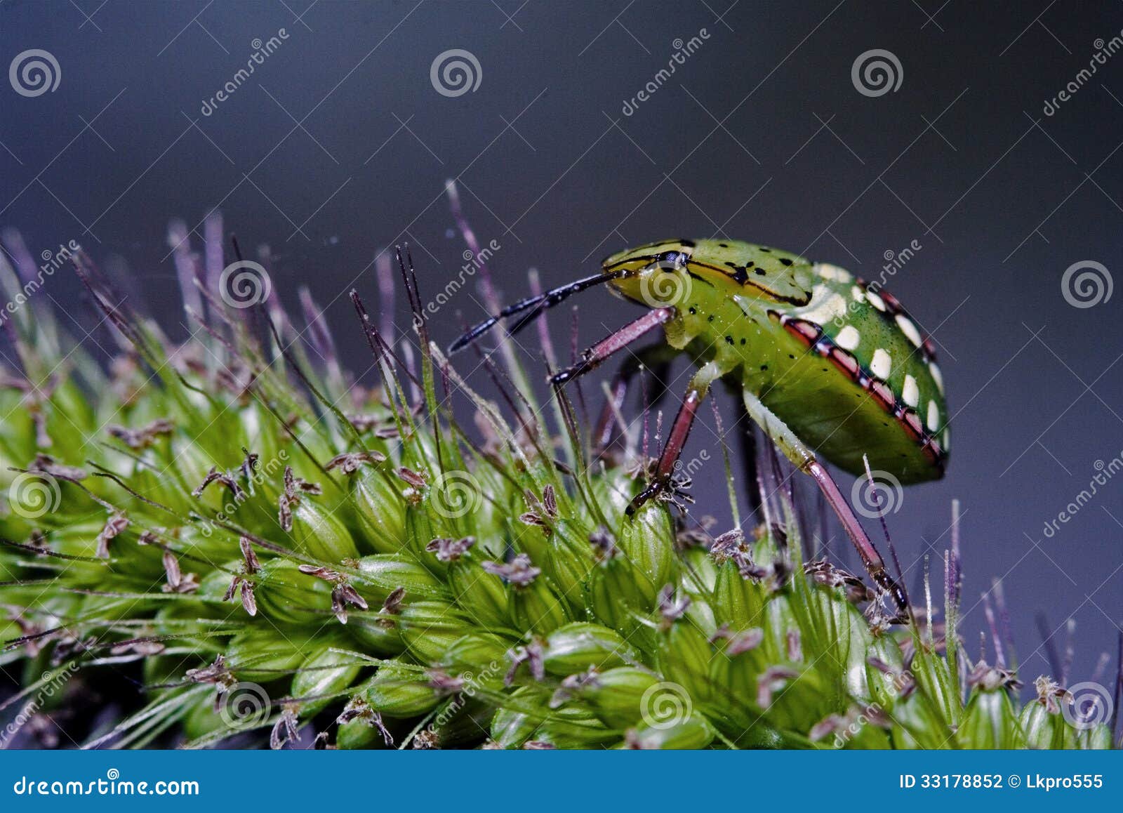 Fluga Heteroptera Pentatomidaepalomena Arkivfoto - Bild av blomning ...