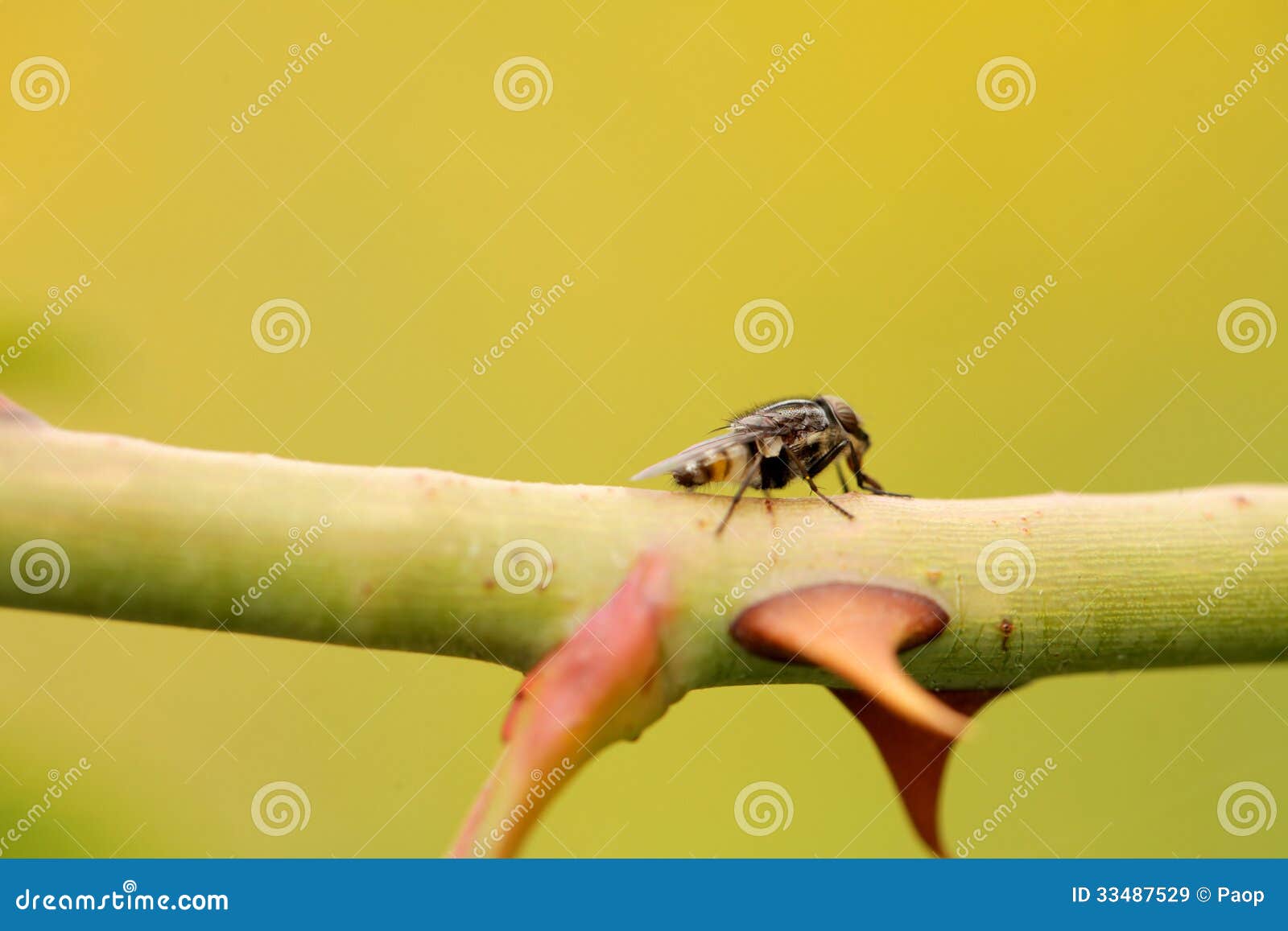 Fluga och tagg fotografering för bildbyråer. Bild av medf8ort - 33487529