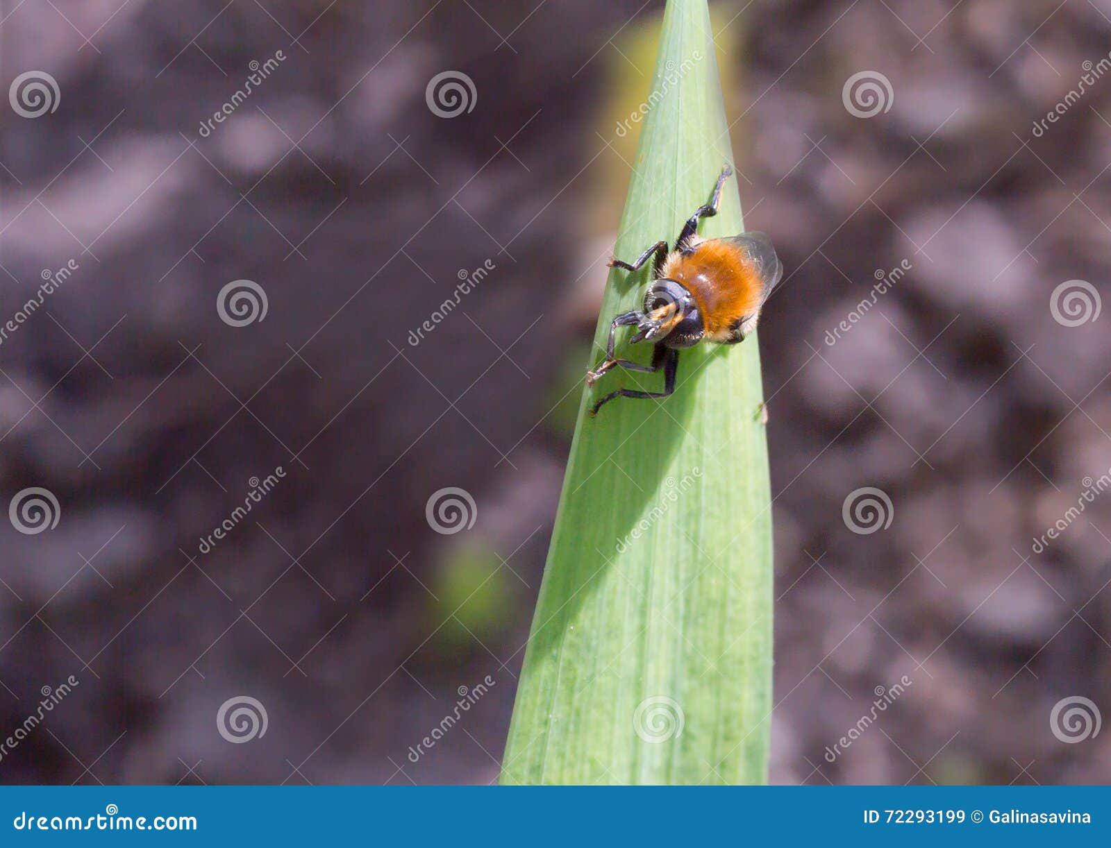 Fluga som en humla fotografering för bildbyråer. Bild av kryp - 72293199