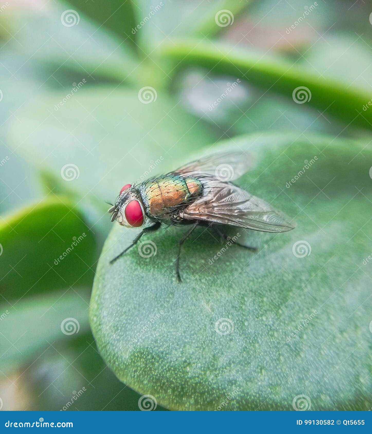 Flugor arkivfoto. Bild av bakgrund, fluga, vitalitet - 99130582