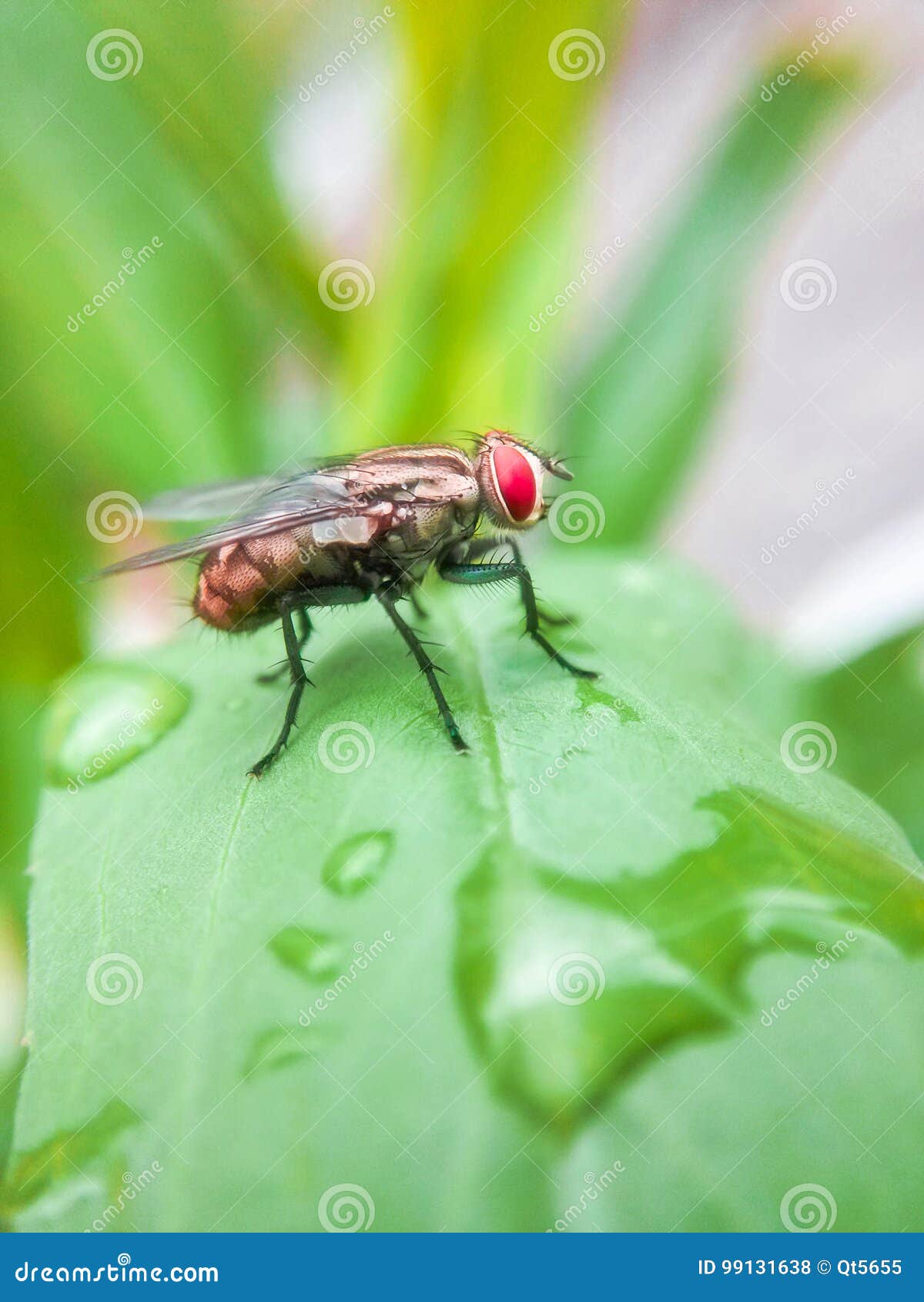 Flugor arkivfoto. Bild av detaljer, stängning, textur - 99131638