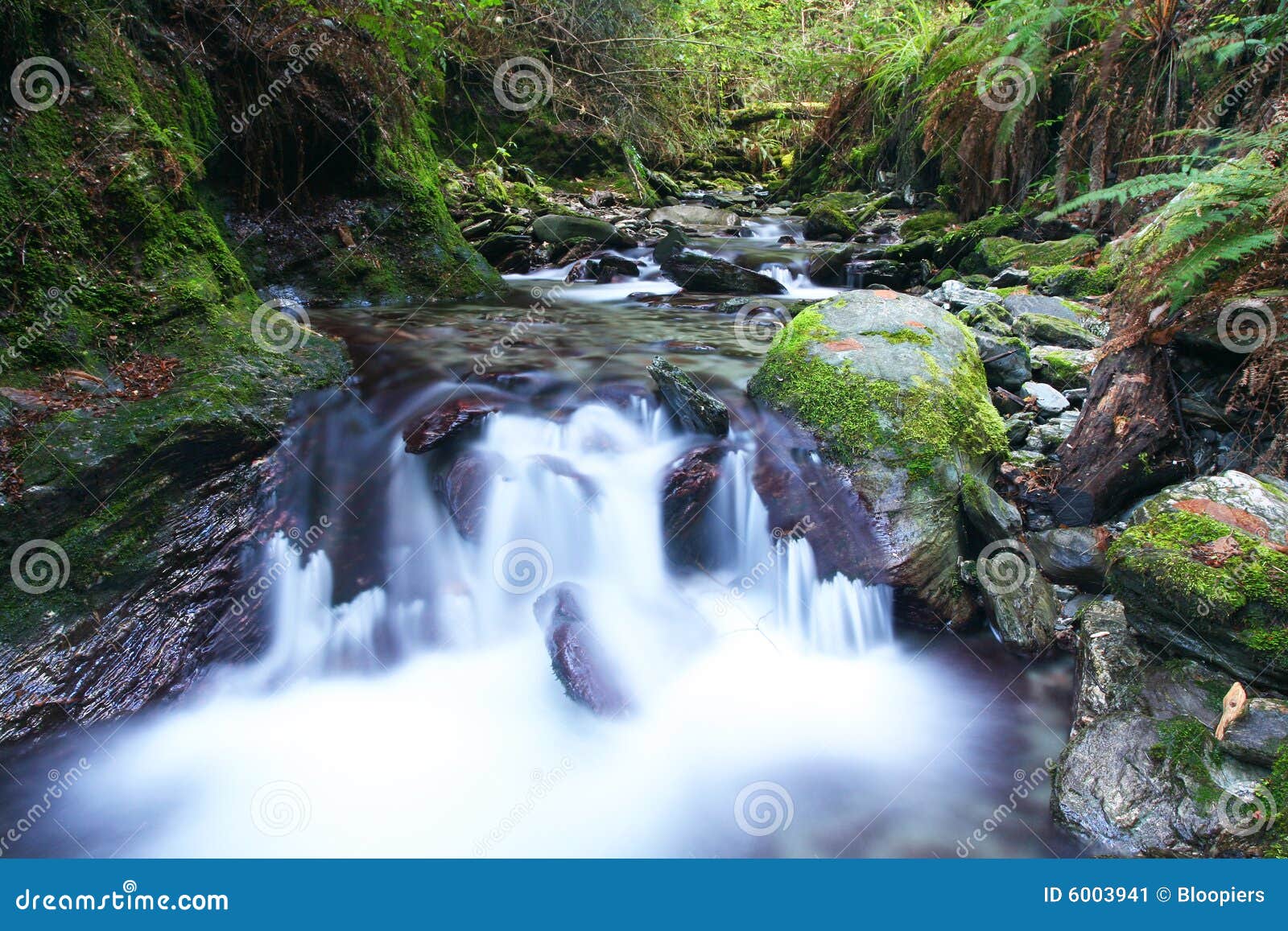 Fluid stock image. Image of fern, fresh, nature, environment - 6003941