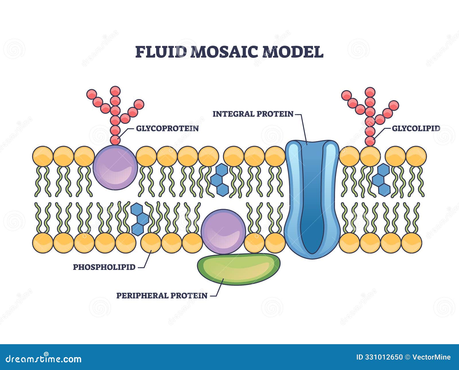 Fluid Mosaic Model with Cell Membrane Anatomical Structure Outline ... Fluid Mosaic Model with Cell Membrane Anatomical Structure Outline ...