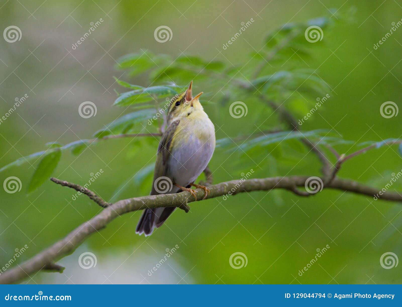 Fluiter, Wood Warbler, Phylloscopus Sibilatrix Stock Photo - Image of ...