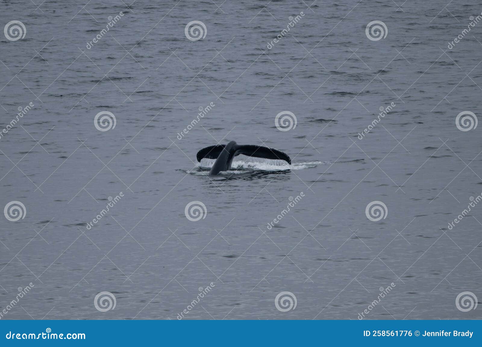 Minke Whale Two Floating Along The Antarctic Stock Image ... Minke Whale Two Floating Along The Antarctic Stock Image ...