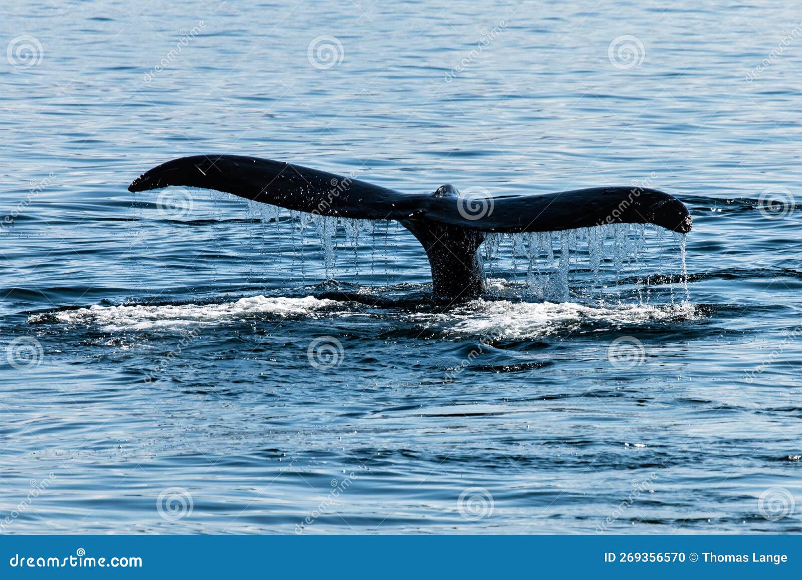 Fluke of an humpback stock photo. Image of fluke, wave - 269356570