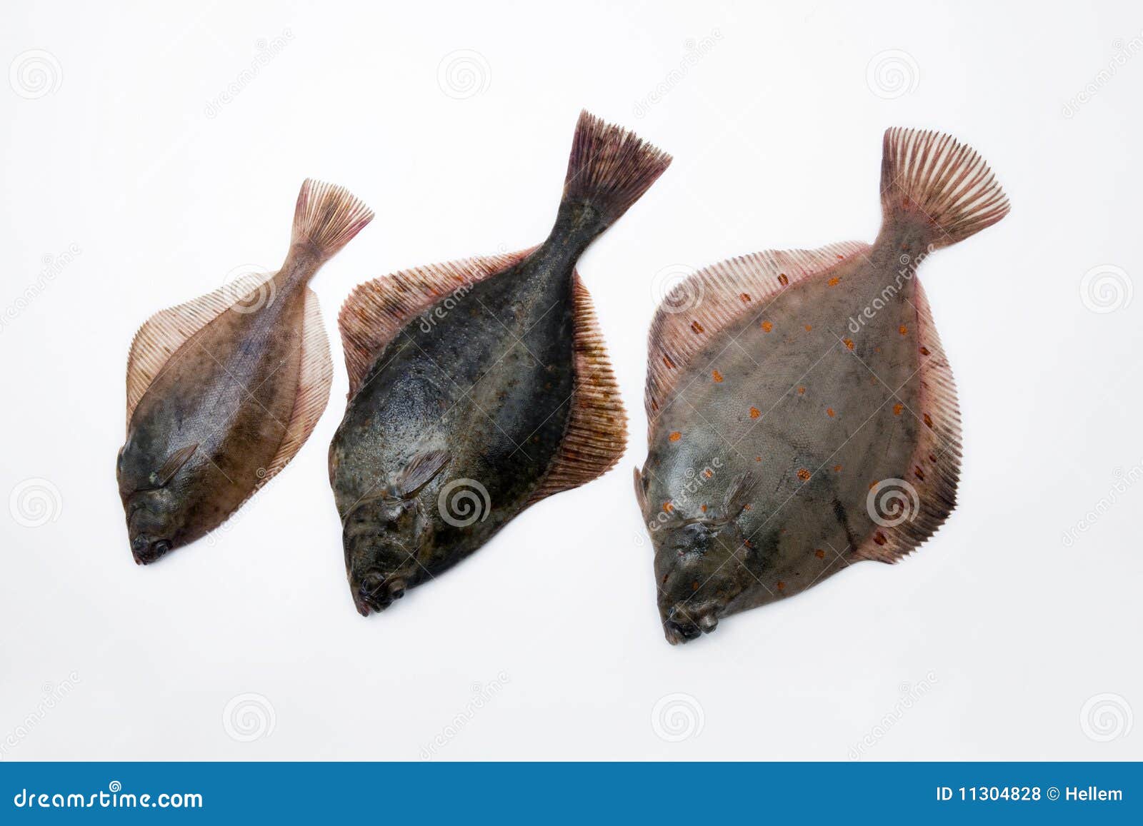 Flundror arkivfoto. Bild av skala, dött, plant, makro - 11304828