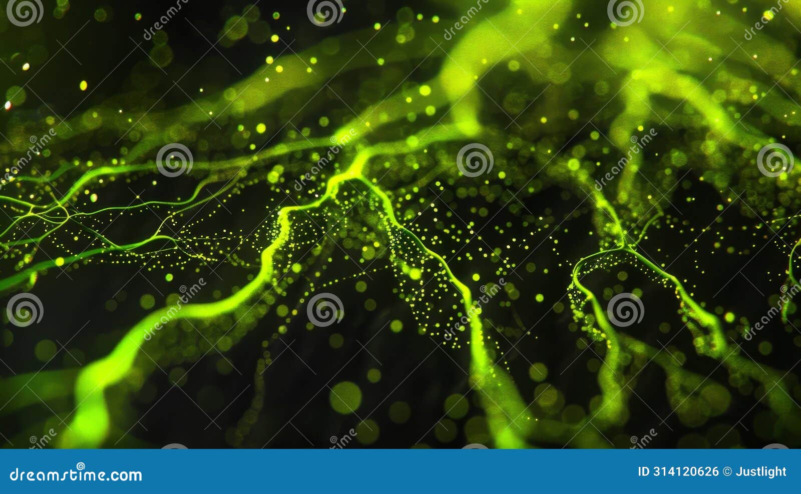 A Fluorescence Microscopy Image of Fluorescently Labeled Plant Roots ...