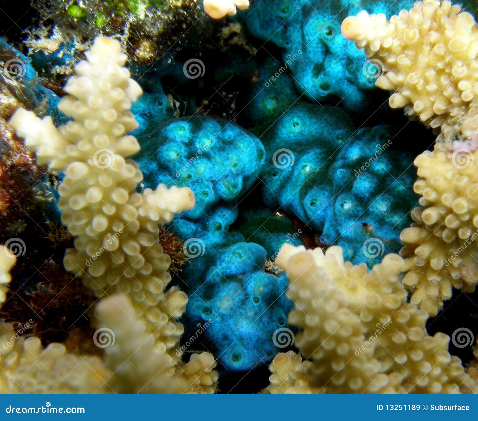 Fluorescent Blue Tunicates Feeding Stock Image - Image of moluccensis ...