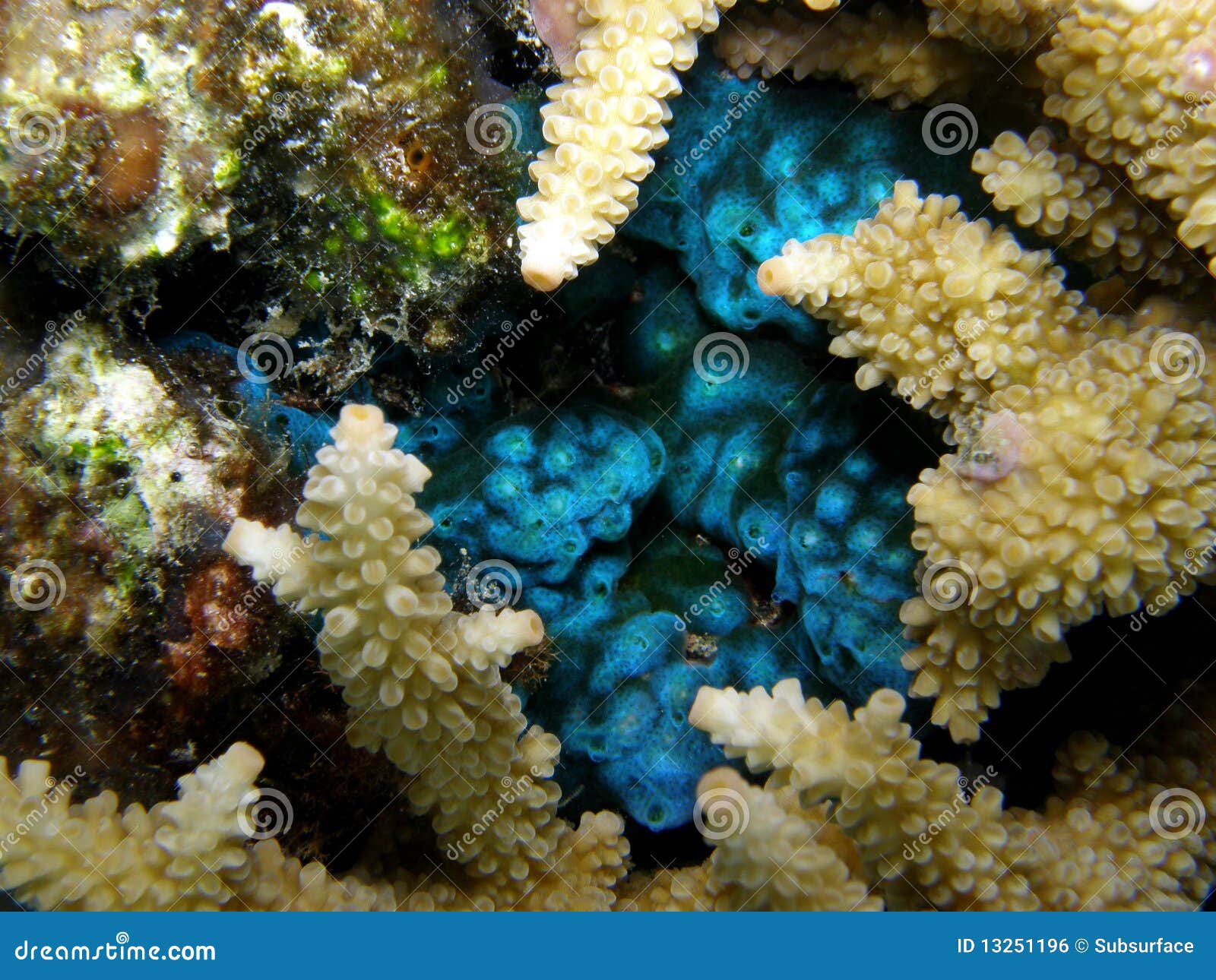 Fluorescent Blue Tunicates Feeding Stock Photo - Image of nature ...
