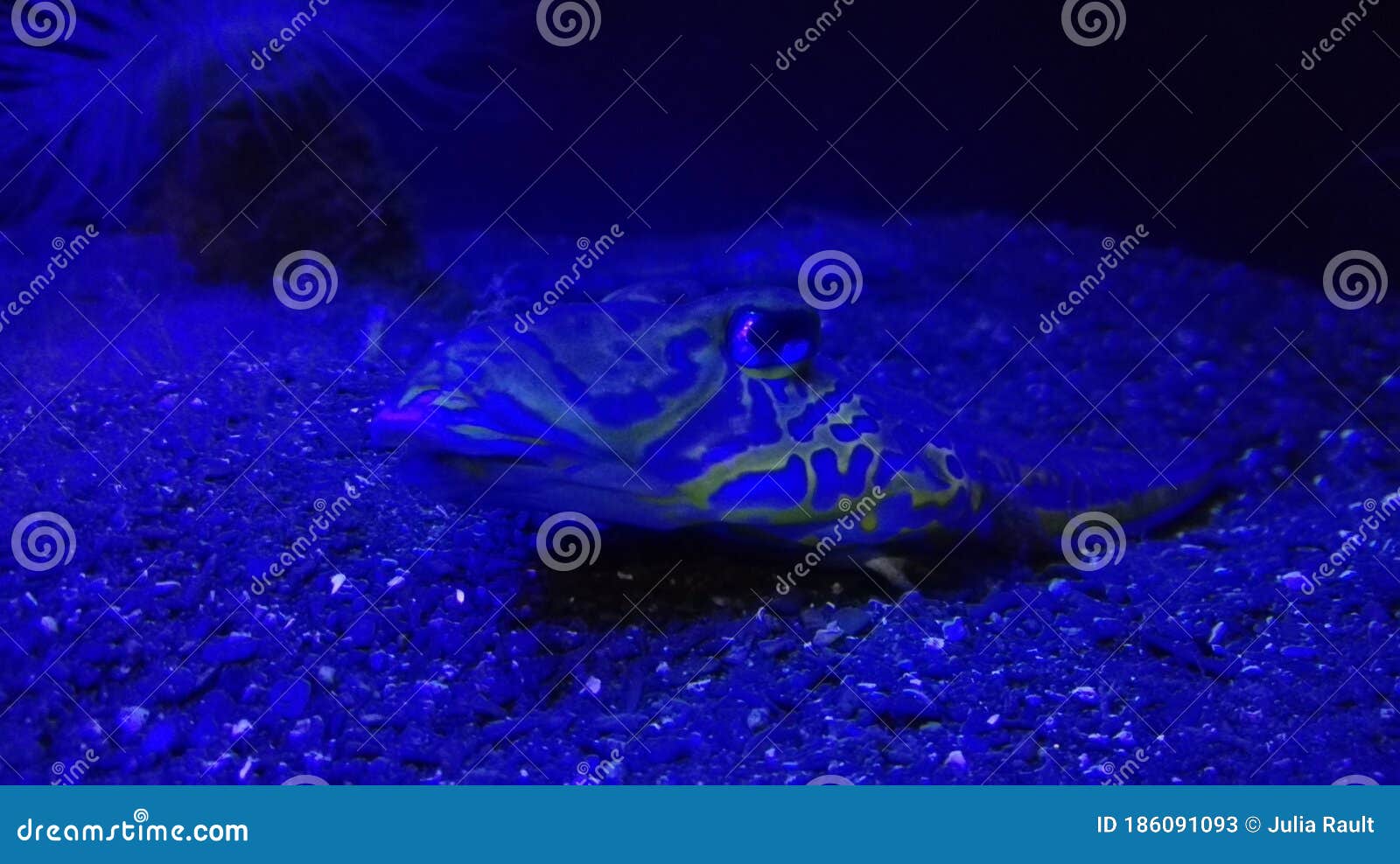 Fluorescent fish stock image. Image of aquariup, blue - 186091093