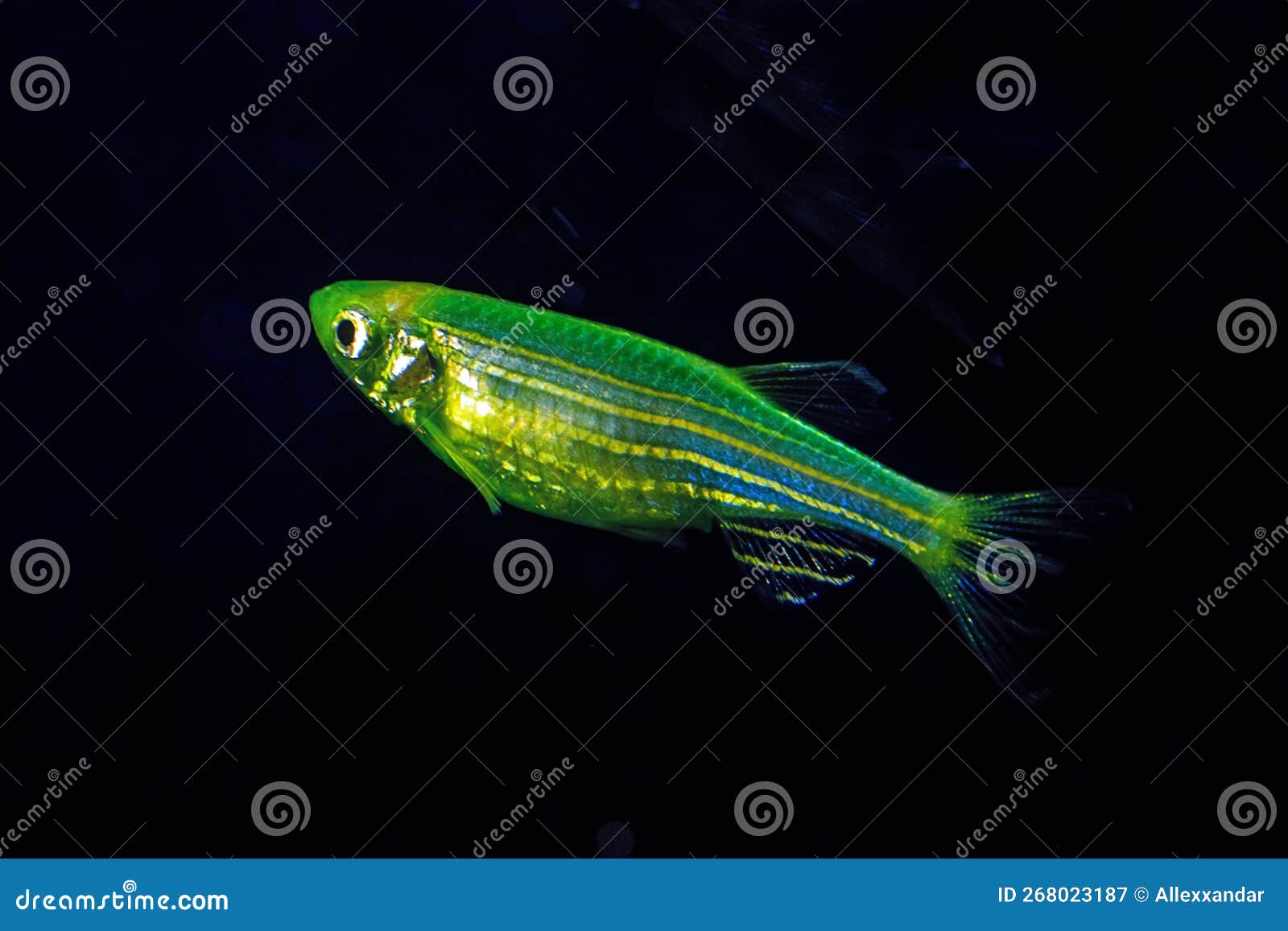 Fluorescent Freshwater Fish,Â Electric Green Zebra Danio Fish Stock ...