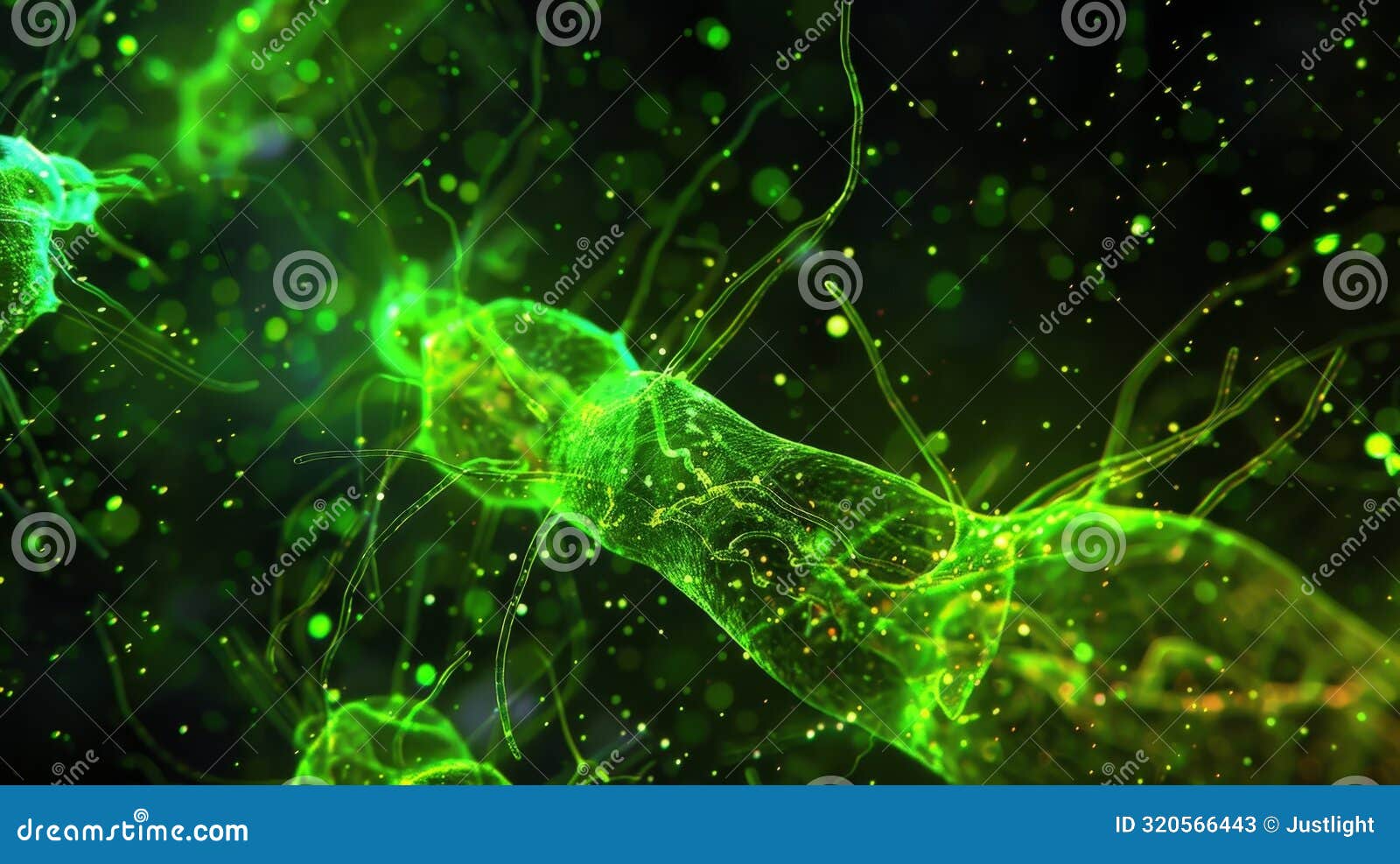 Fluorescent Imaging of Dendritic Spines Highlighting Their Role in ...