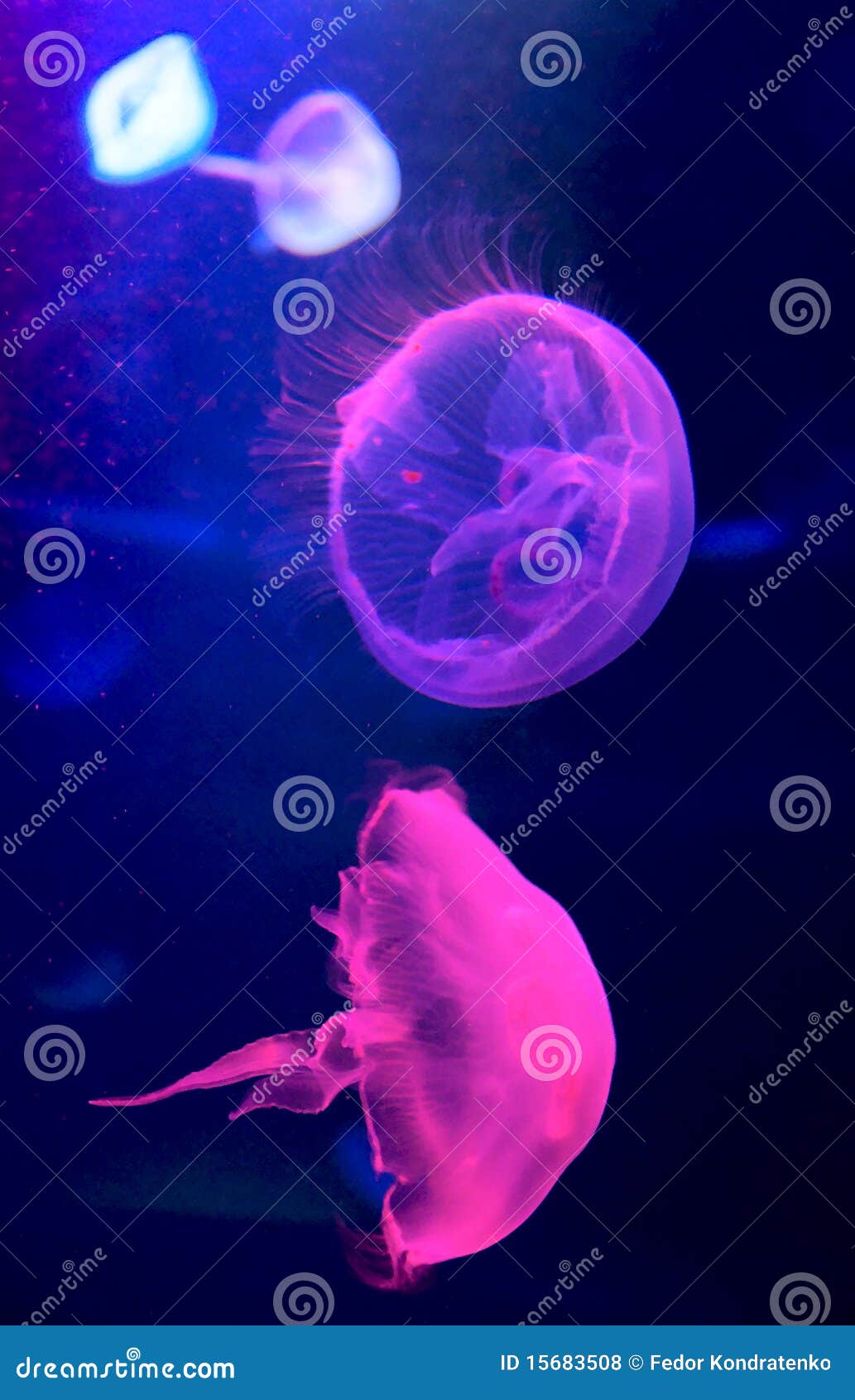 Fluorescent jelly-fishes stock photo. Image of reef, water - 15683508