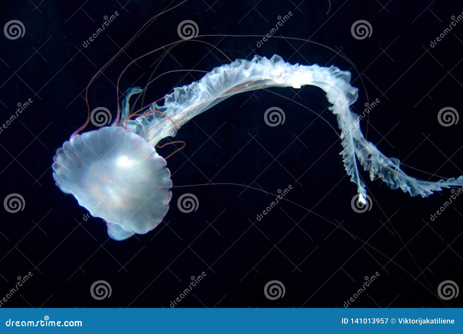 Fluorescent Jellyfish Floating in Dark Water Stock Image - Image of ...