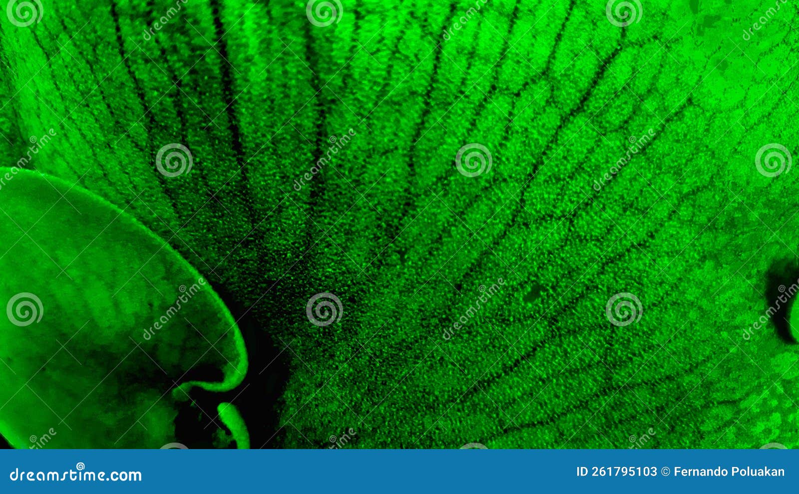 Fluorescent of leaf cells stock image. Image of tree - 261795103