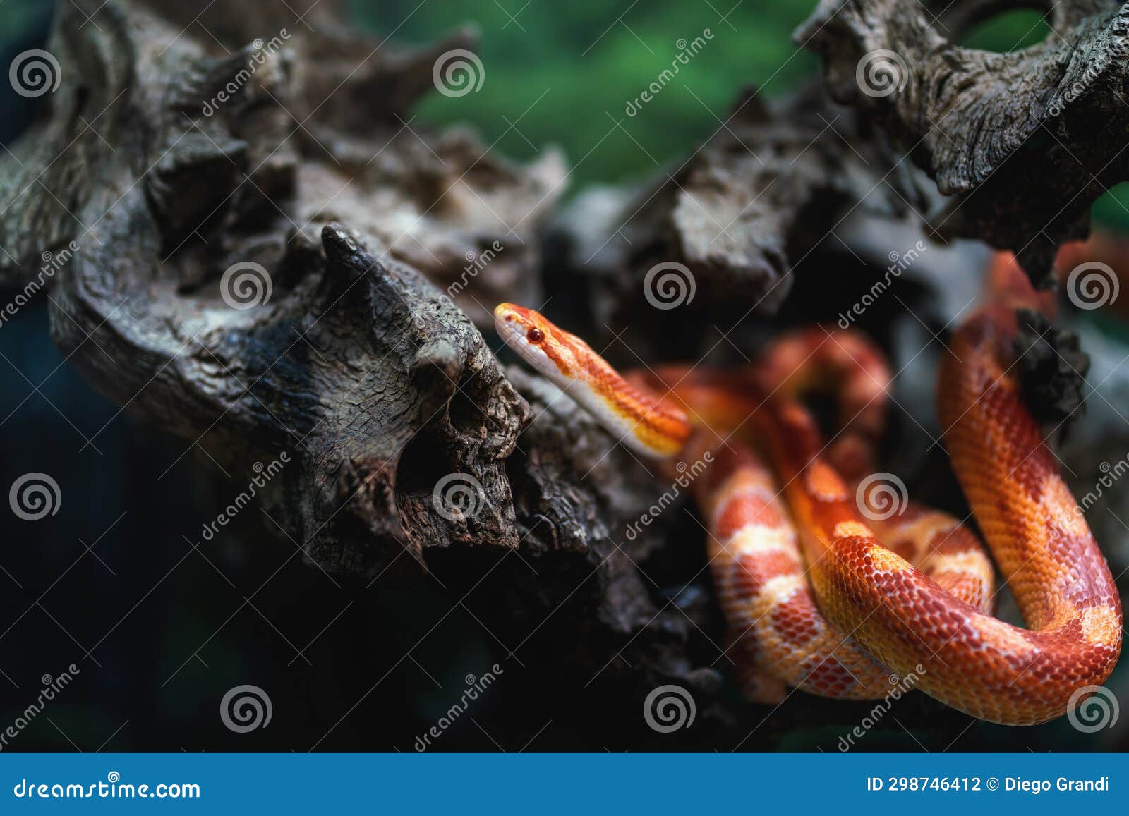 Fluorescent Orange Corn Snake Stock Photo - Image of constriction ...