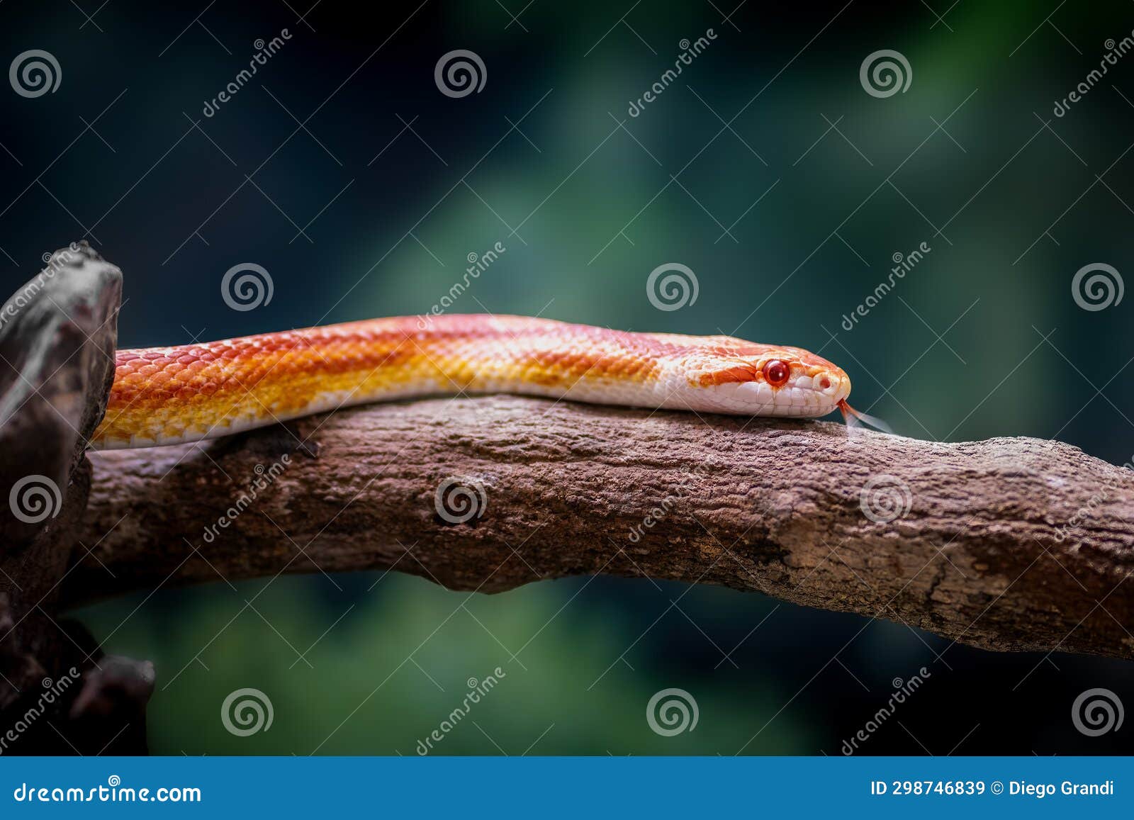 Fluorescent Orange Corn Snake Stock Image - Image of creature, predator ...