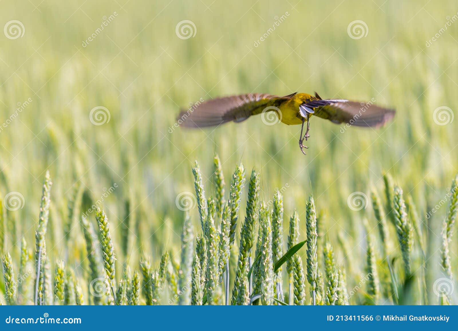5,460 Take Off Bird Stock Photos - Free & Royalty-Free Stock Photos ...